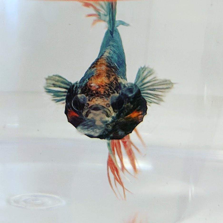 Our new rescue, Drax. Very feisty. | Scrolller