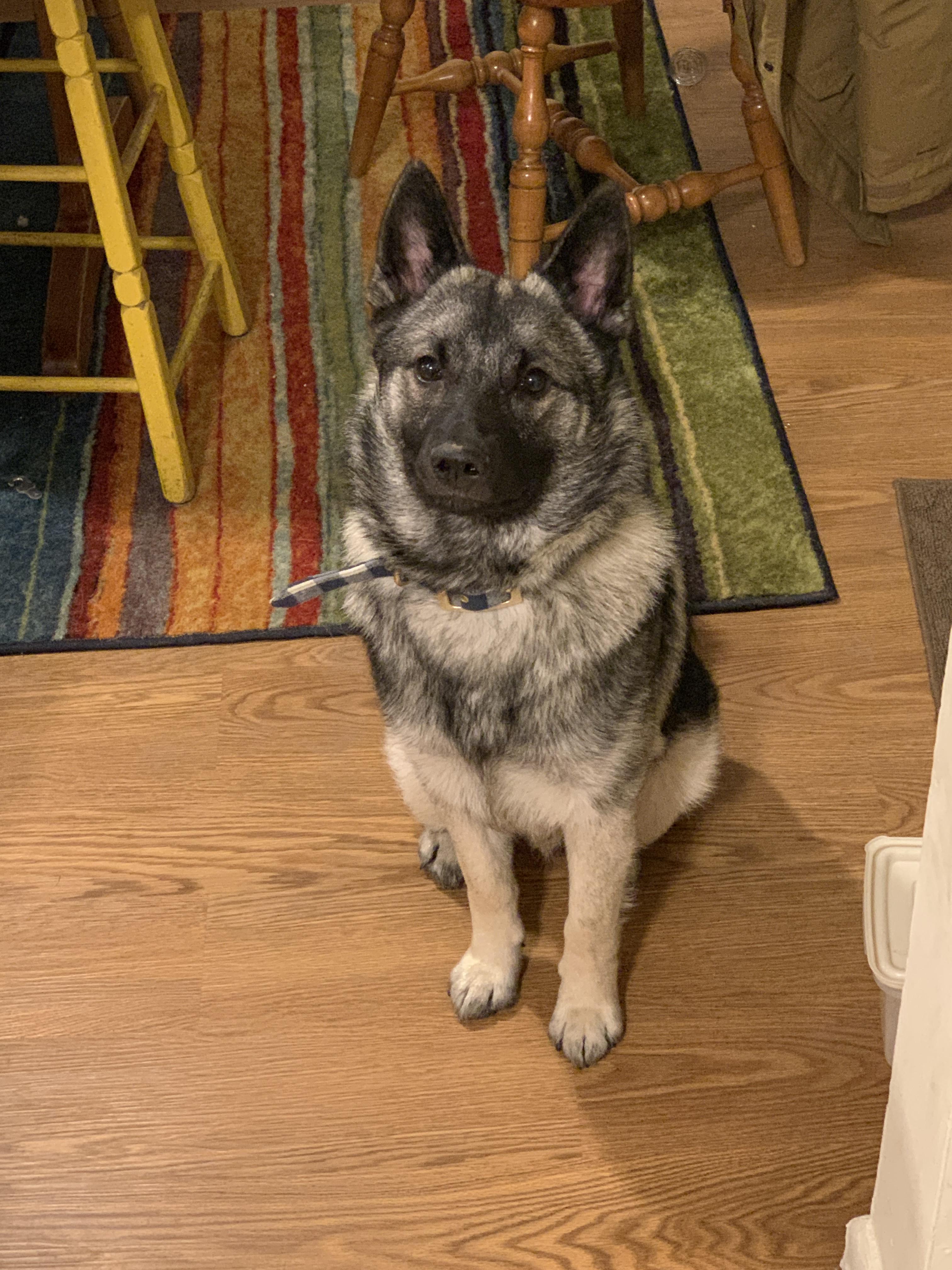 Our newest family member 🐺🥰 | Scrolller