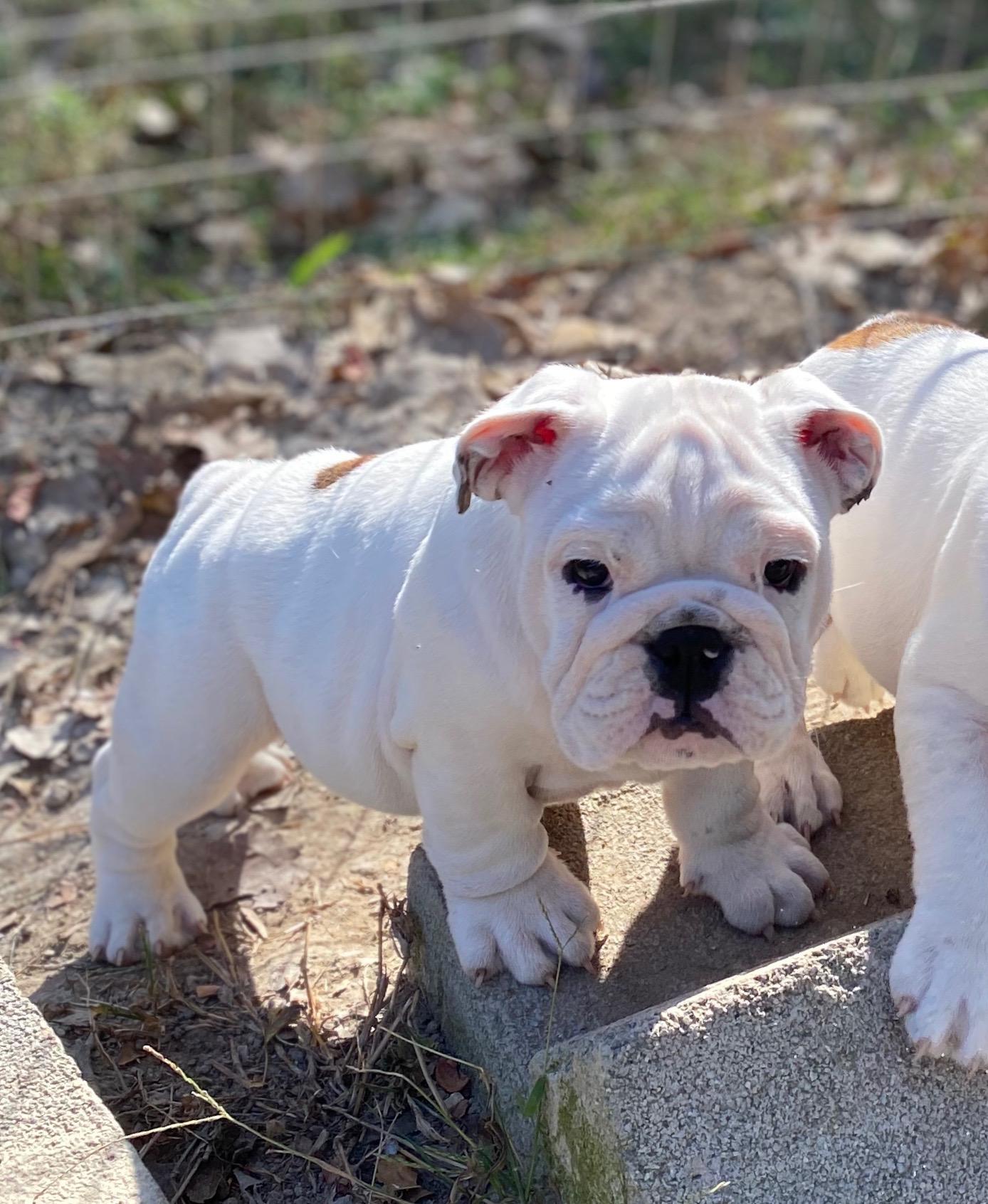 Our newest family member! | Scrolller