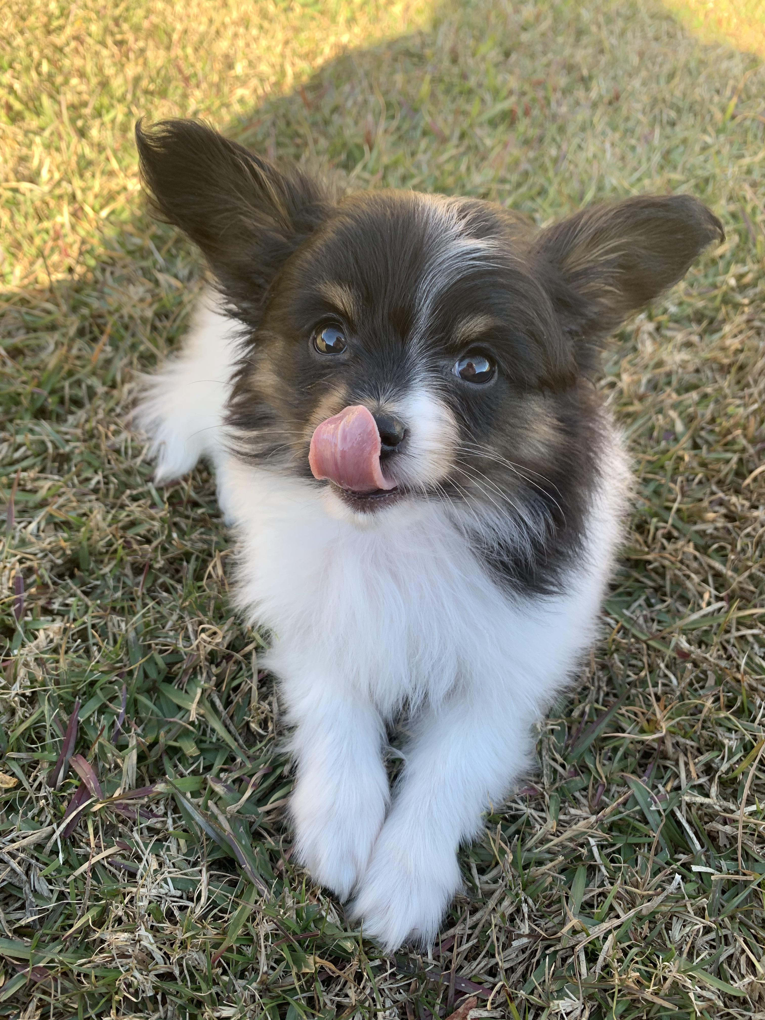 Our Newest Family Member! Meet Percy! | Scrolller