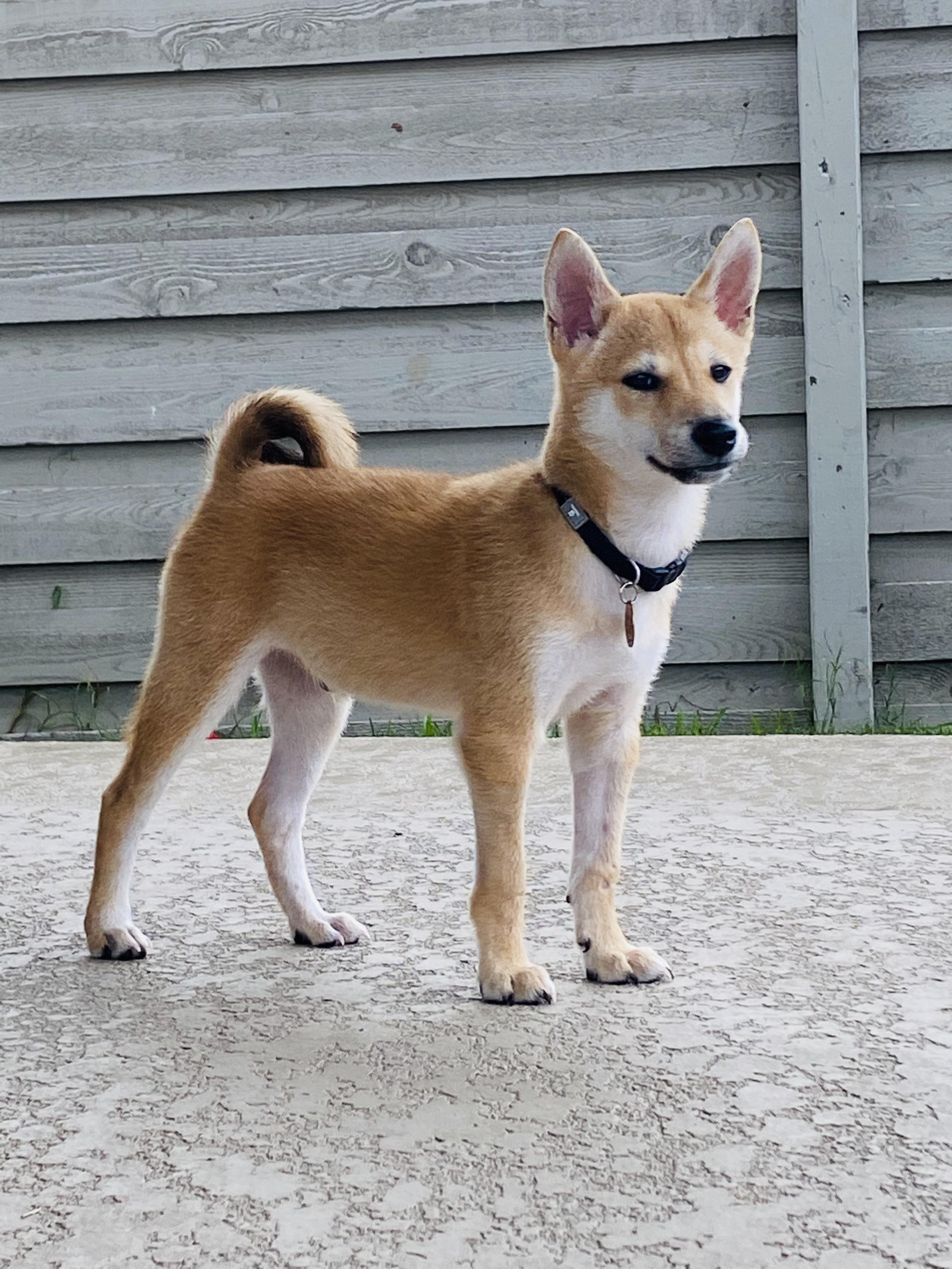 Our newest family member, Toshi! 🐶 ️ | Scrolller