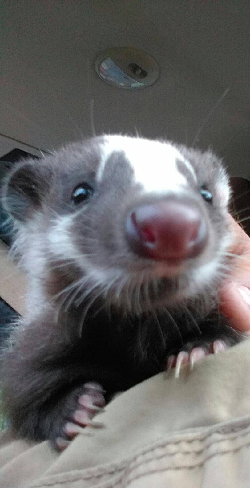 Our newest member of the family Oreo aka Skunky Brewster | Scrolller