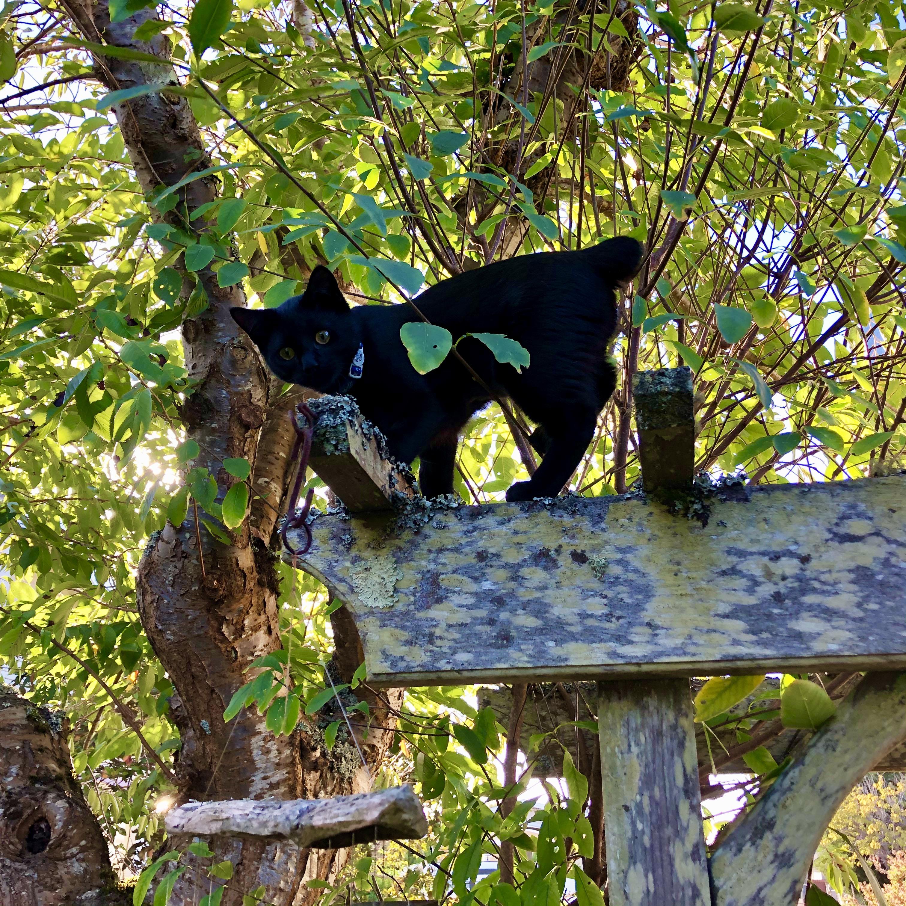 Our newest stumpy girl enjoys heights | Scrolller