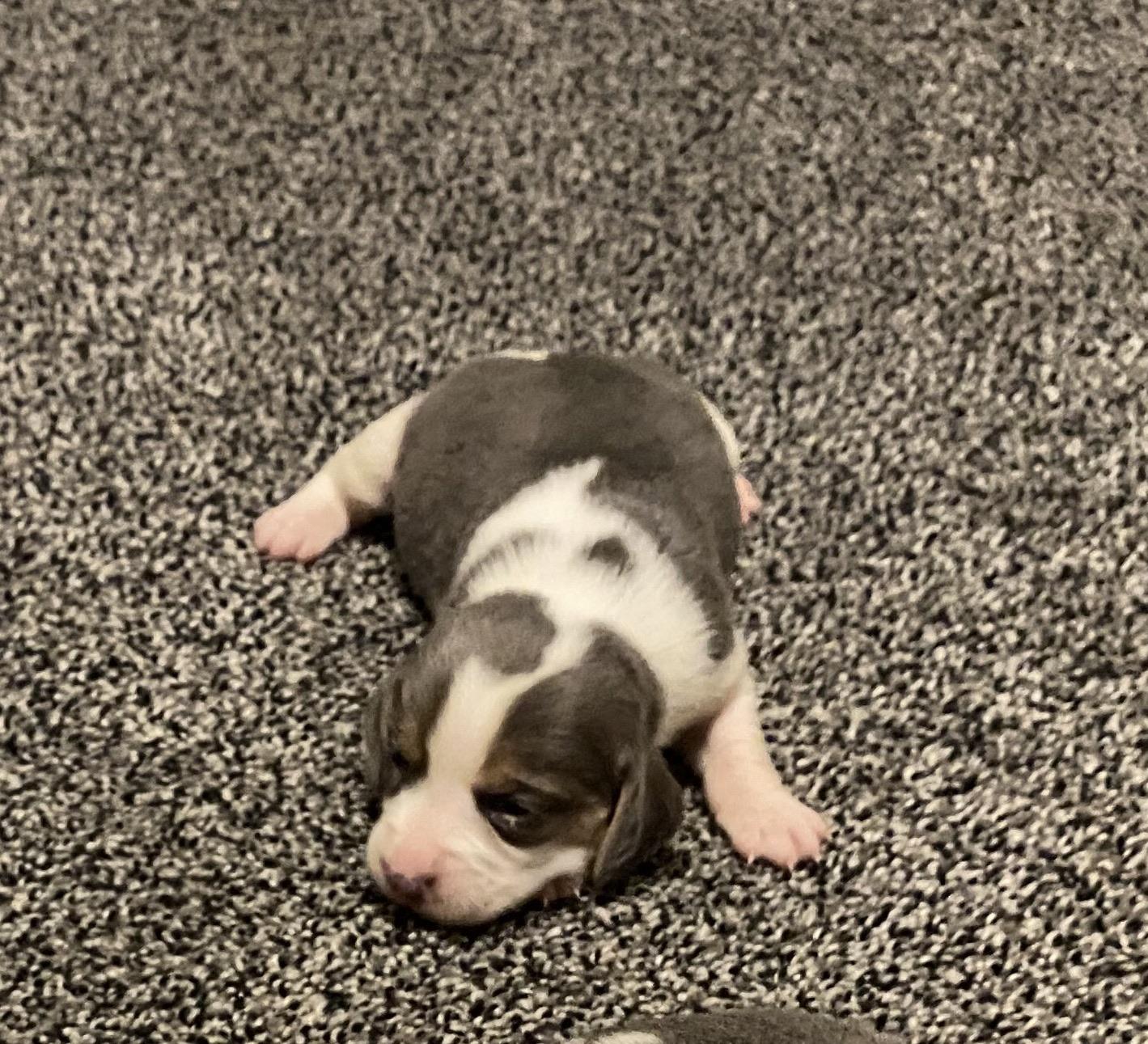 Our next Beagle | Scrolller