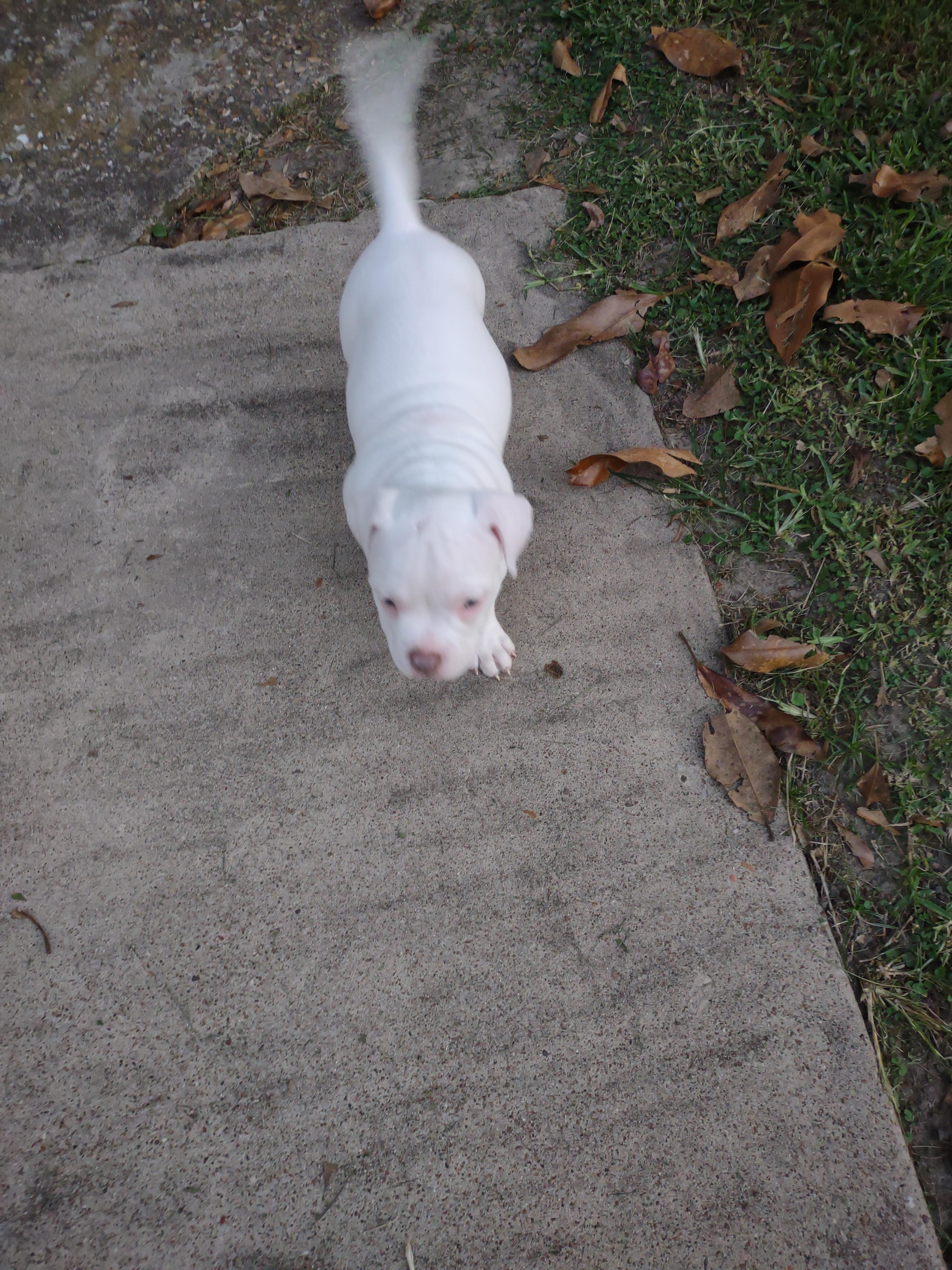 Our pocket bully, marshmallow | Scrolller