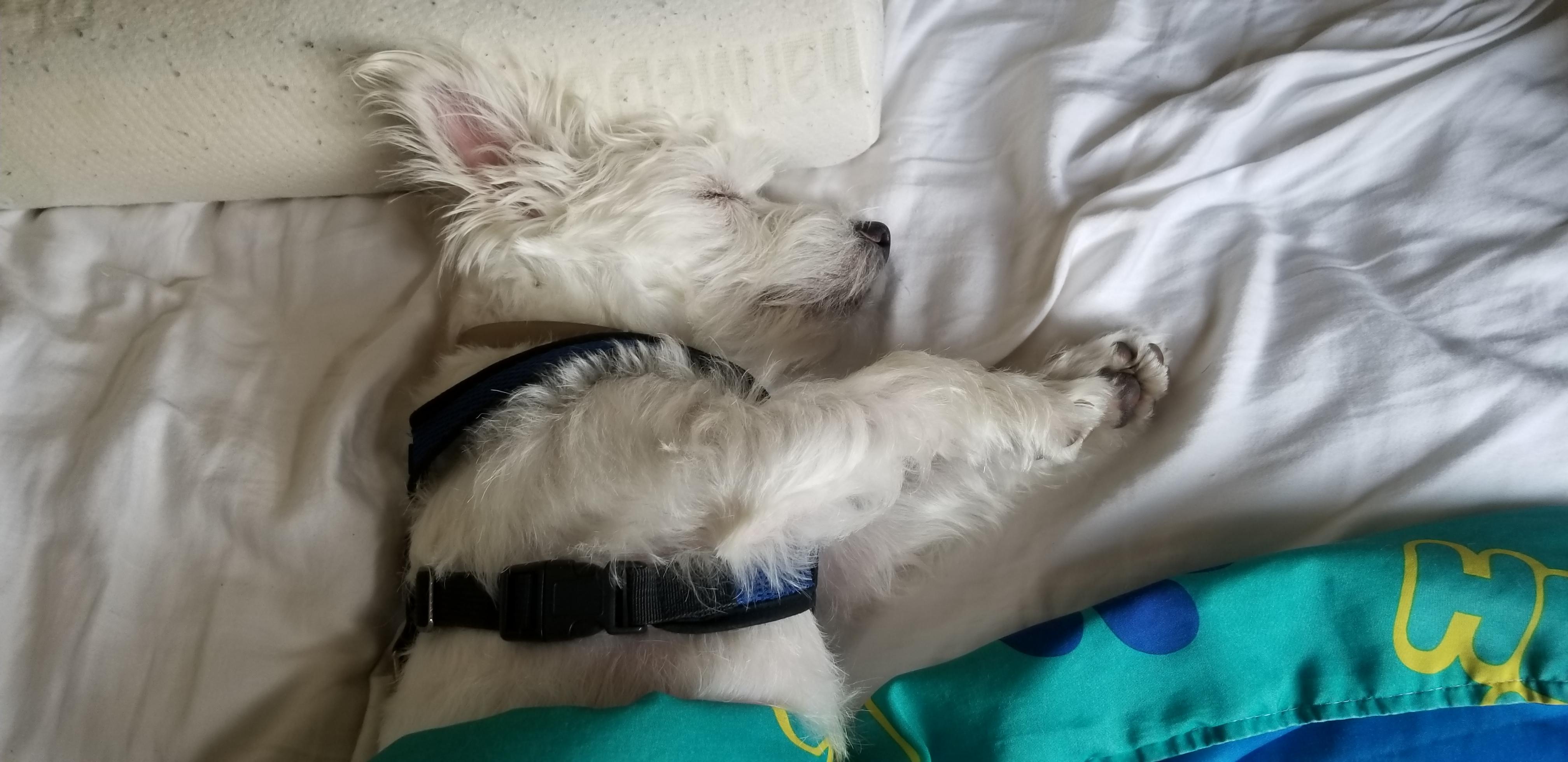 Our pup after coming back from the first trip to the beach... | Scrolller