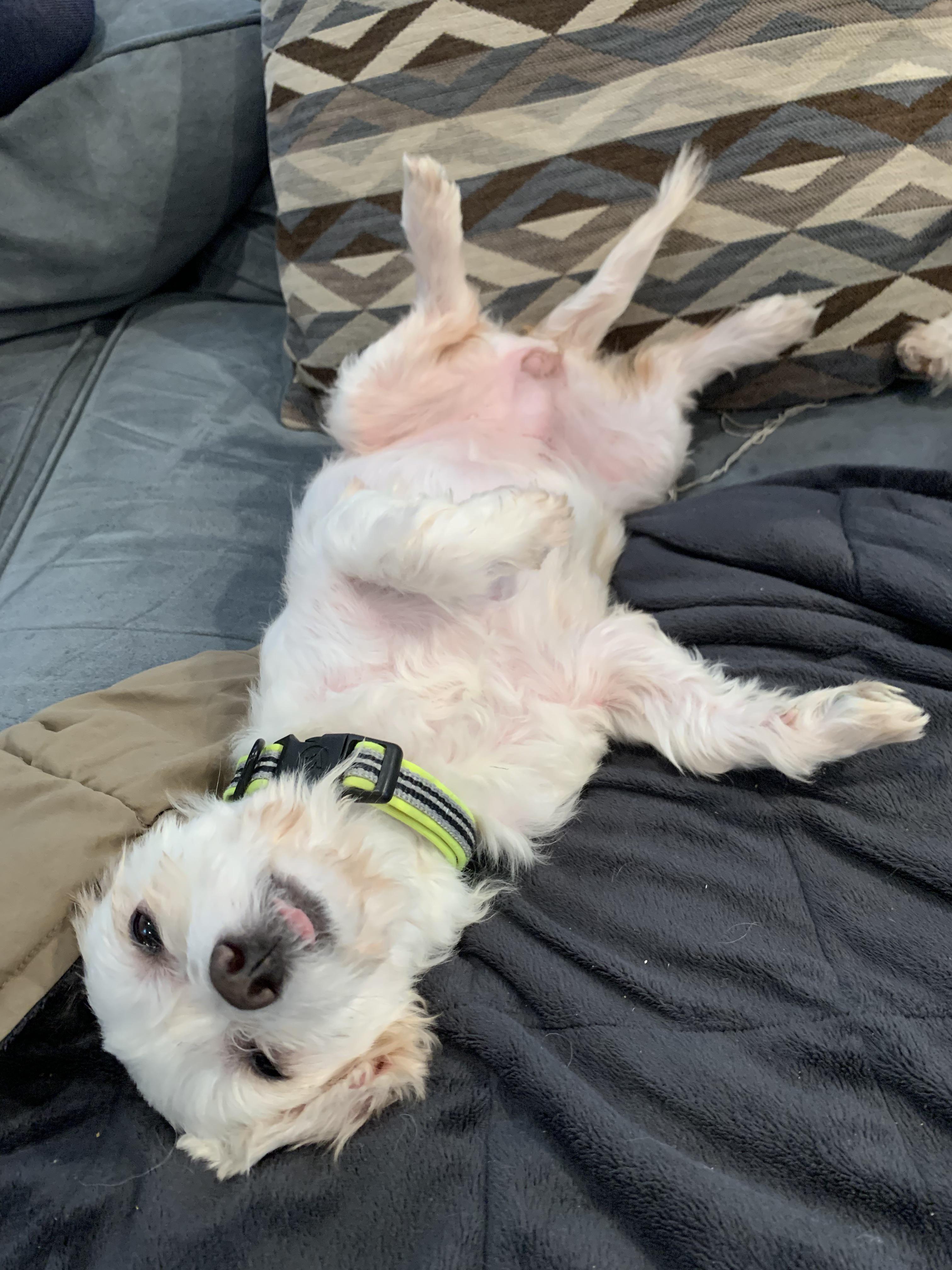 Our pup Memes vibing. | Scrolller