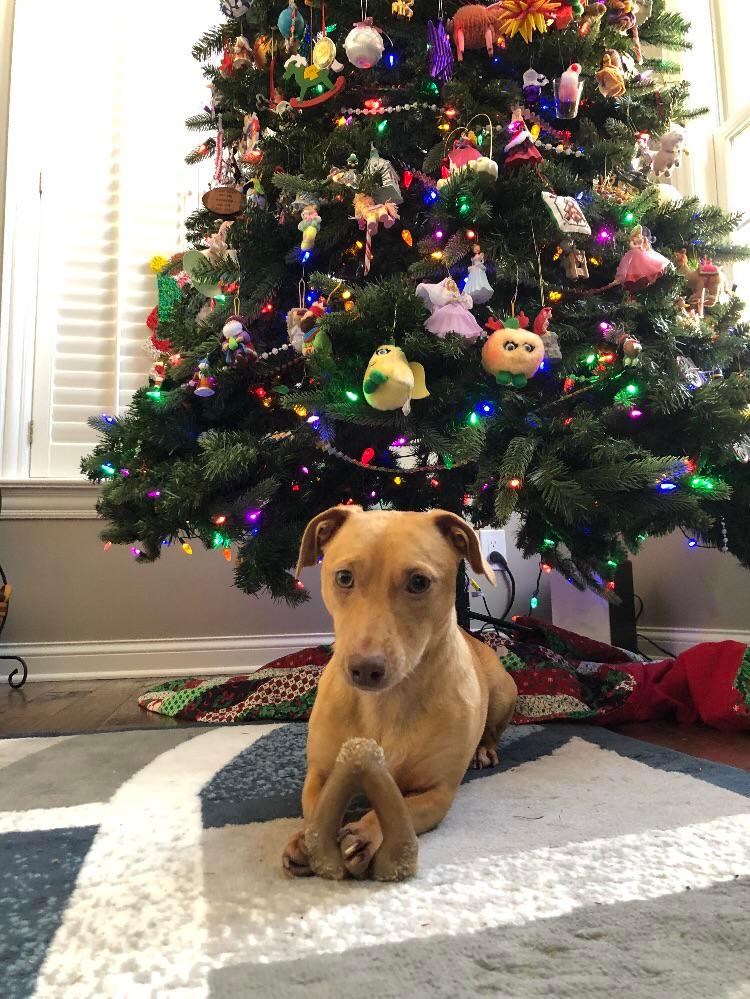 Our pupper’s third Christmas | Scrolller