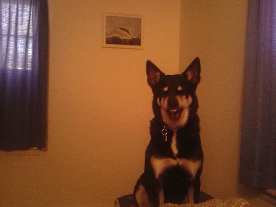 Our rescue Kelpie mutt - Here's Juneau! | Scrolller