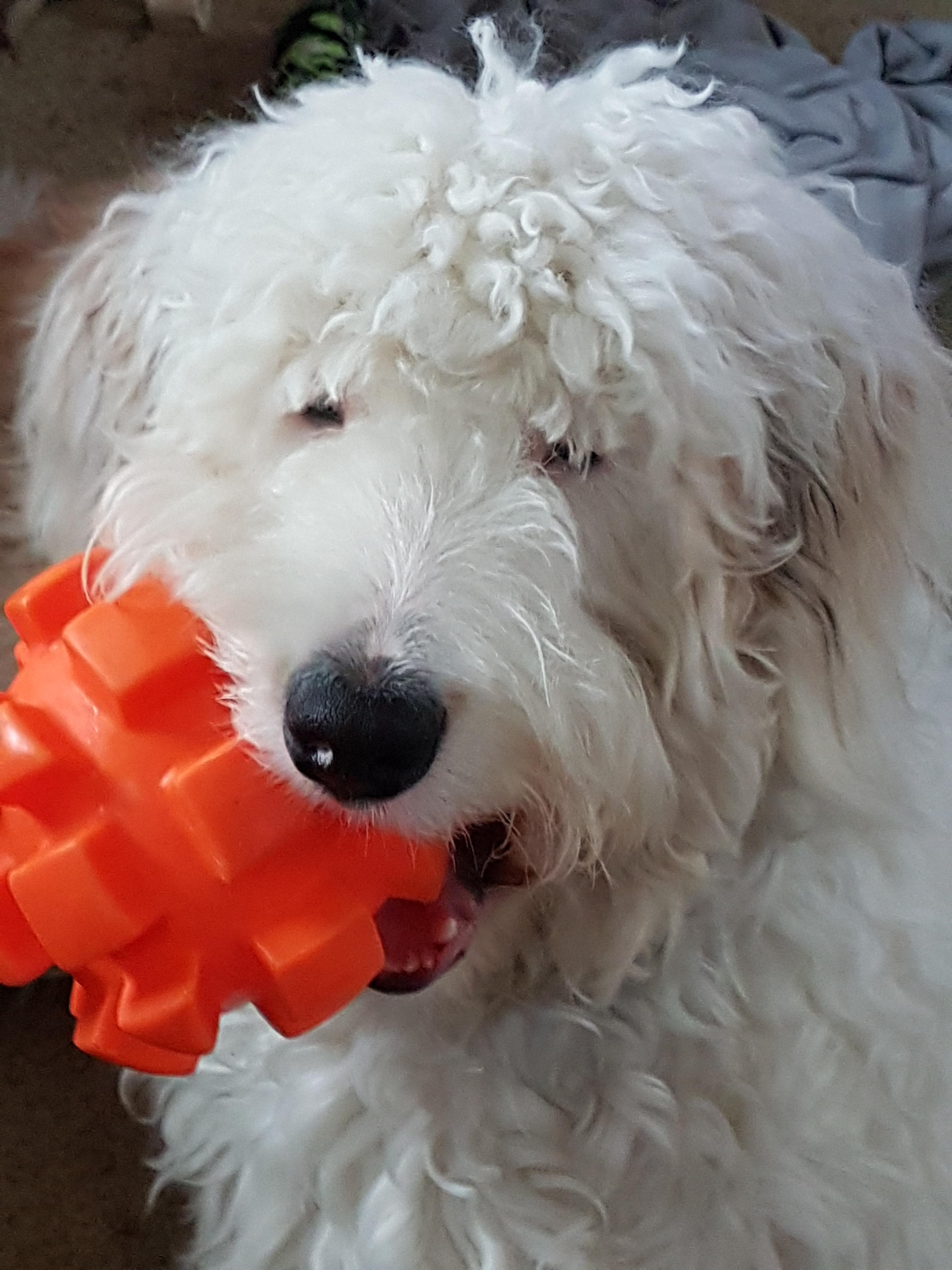 Our scruffy boy Seamus, now 10 months old! | Scrolller