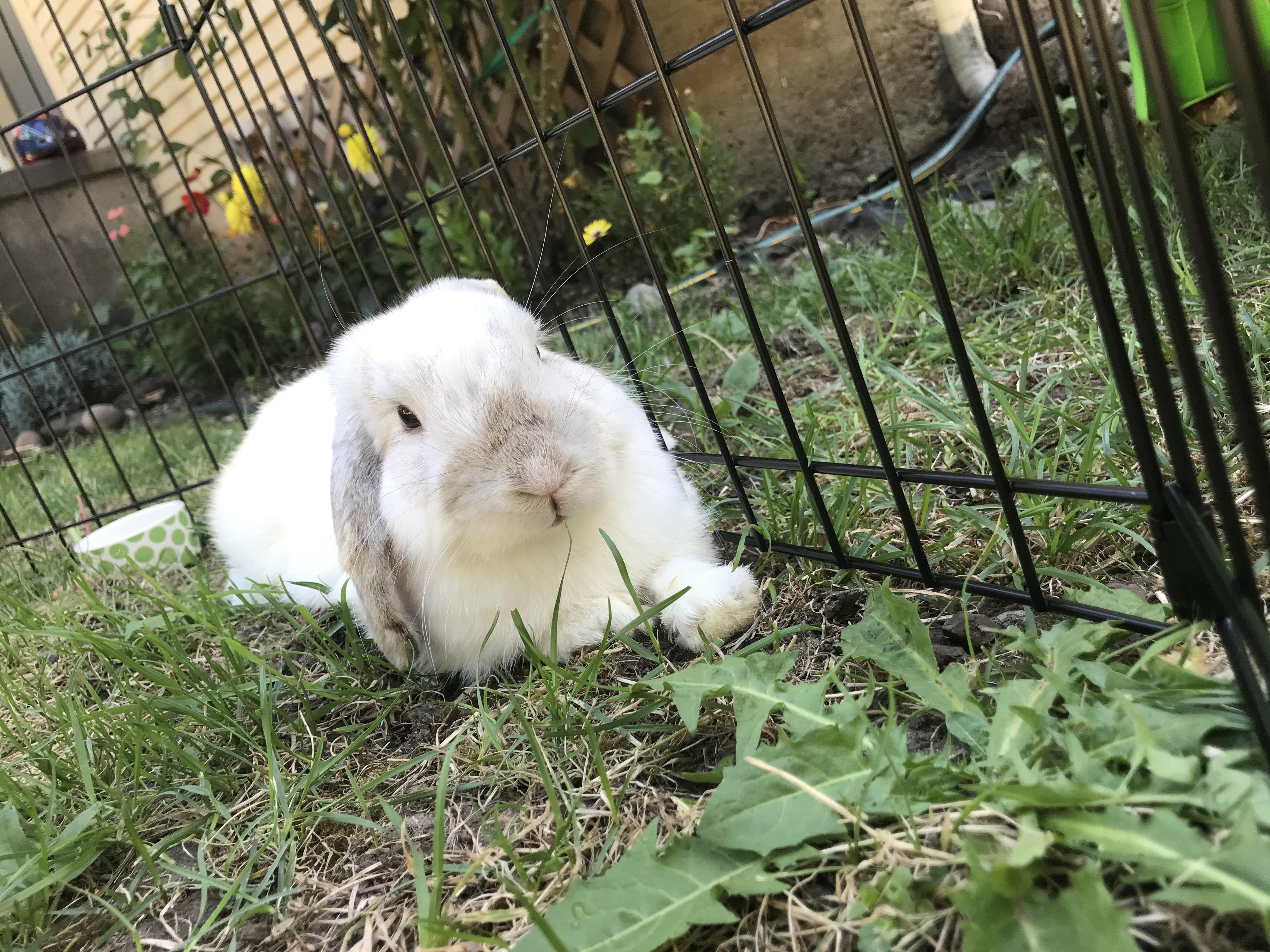 Our sweet little new bun, Bruce! | Scrolller