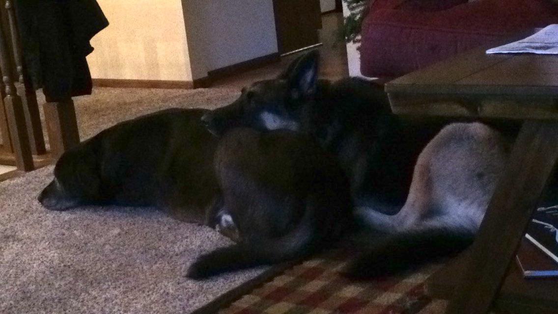 Our two dogs cuddling after a long day day of play. | Scrolller
