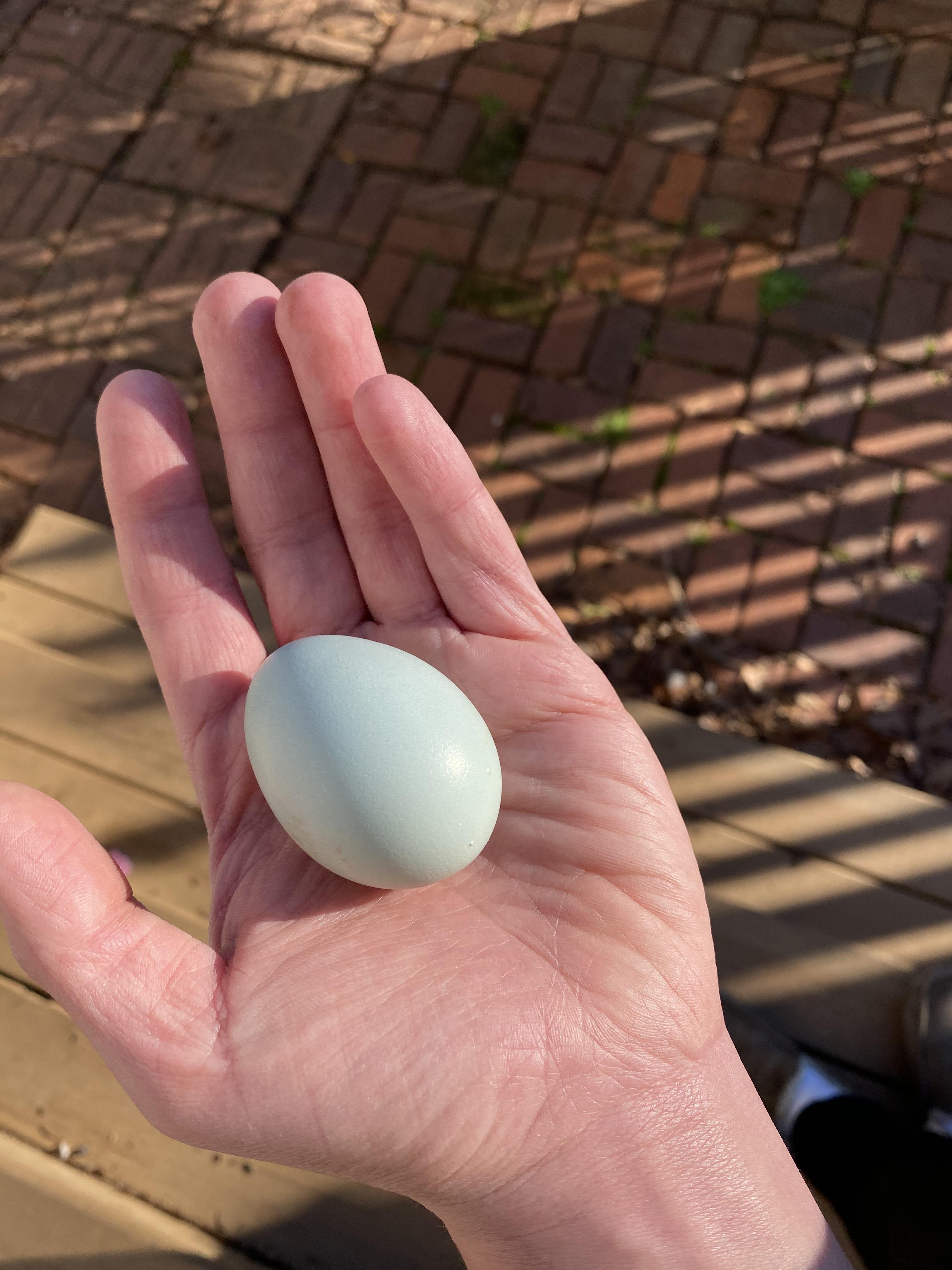 OUR VERY FIRST EGG!!! | Scrolller