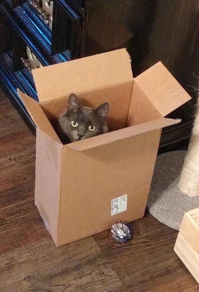 Out of all of her toys, boxes are her favorite 🖤 | Scrolller