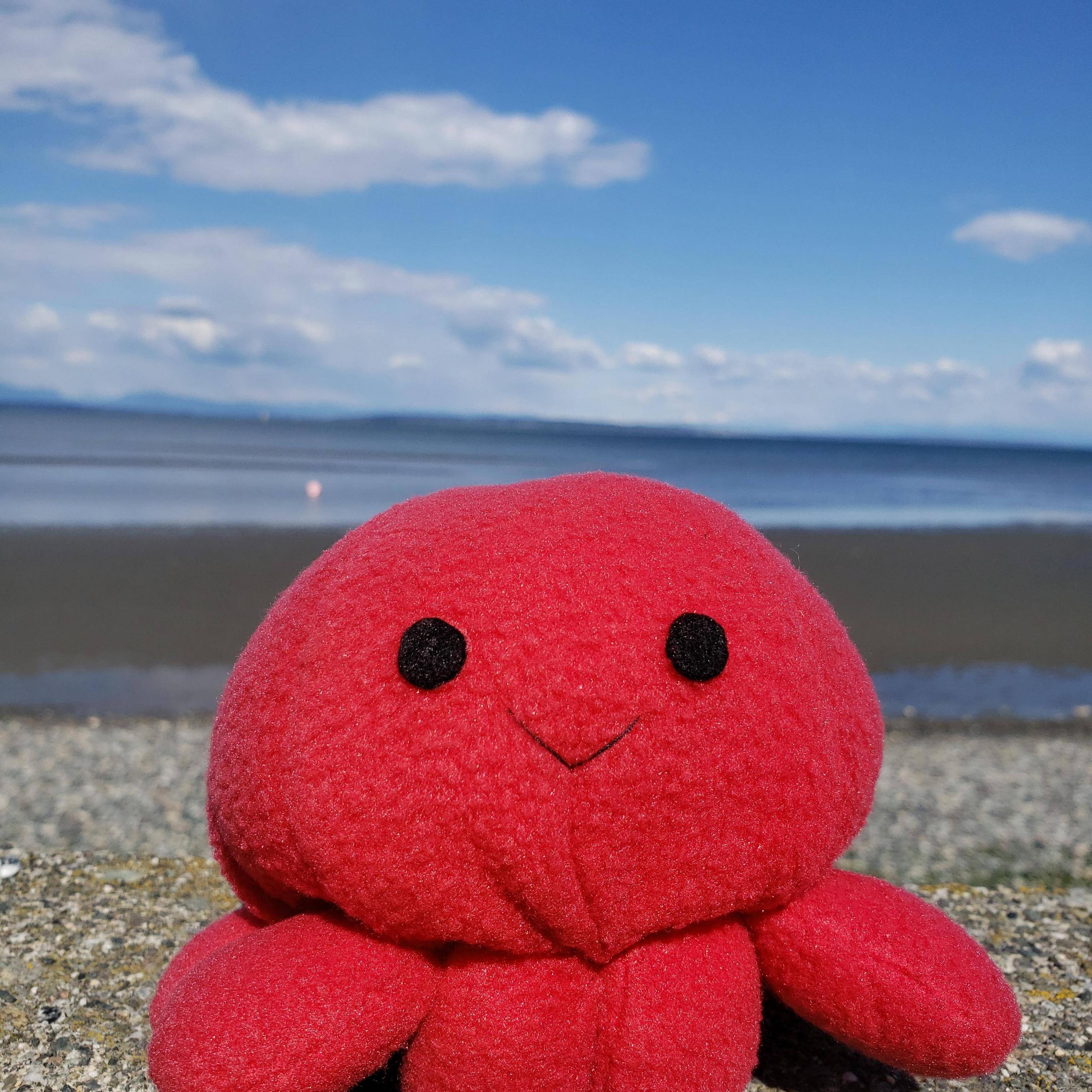 Out of water octopus | Scrolller