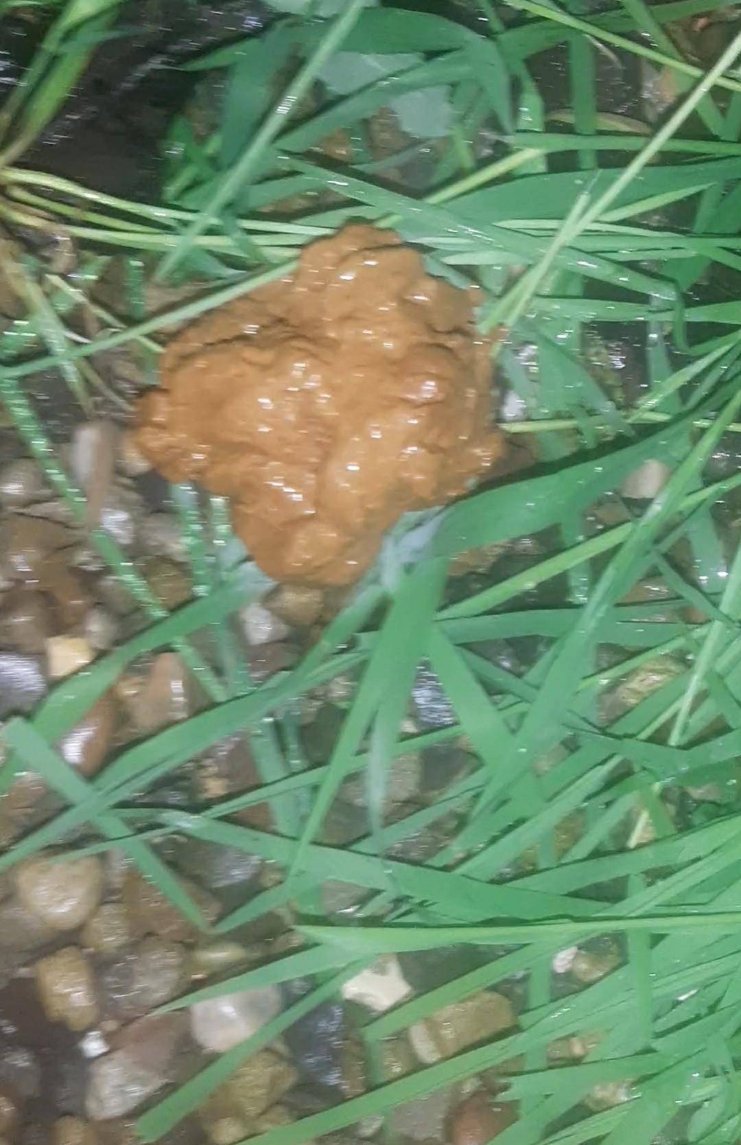 Outside pooping 🤫😋 | Scrolller