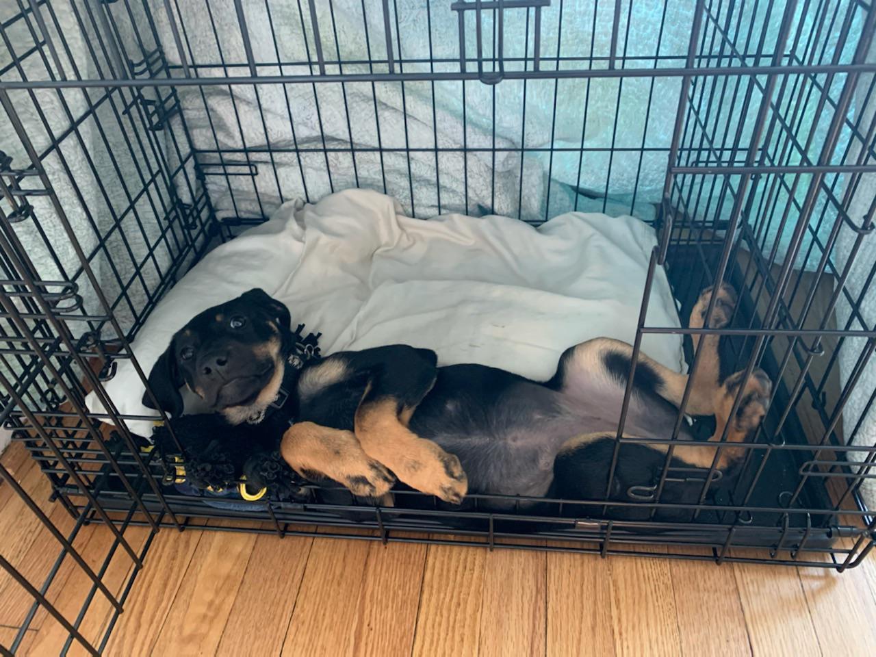 Over the last few days, our pup has put herself to sleep AND gone to her crate on demand!! 14 ...