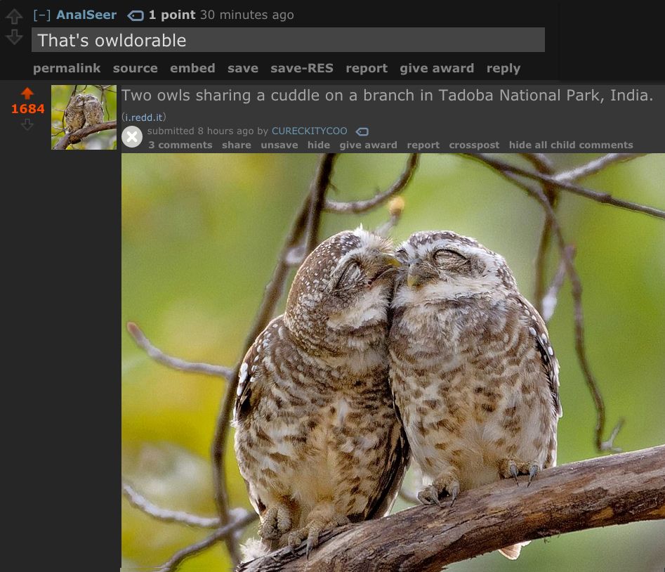 Owl Cuddles | Scrolller