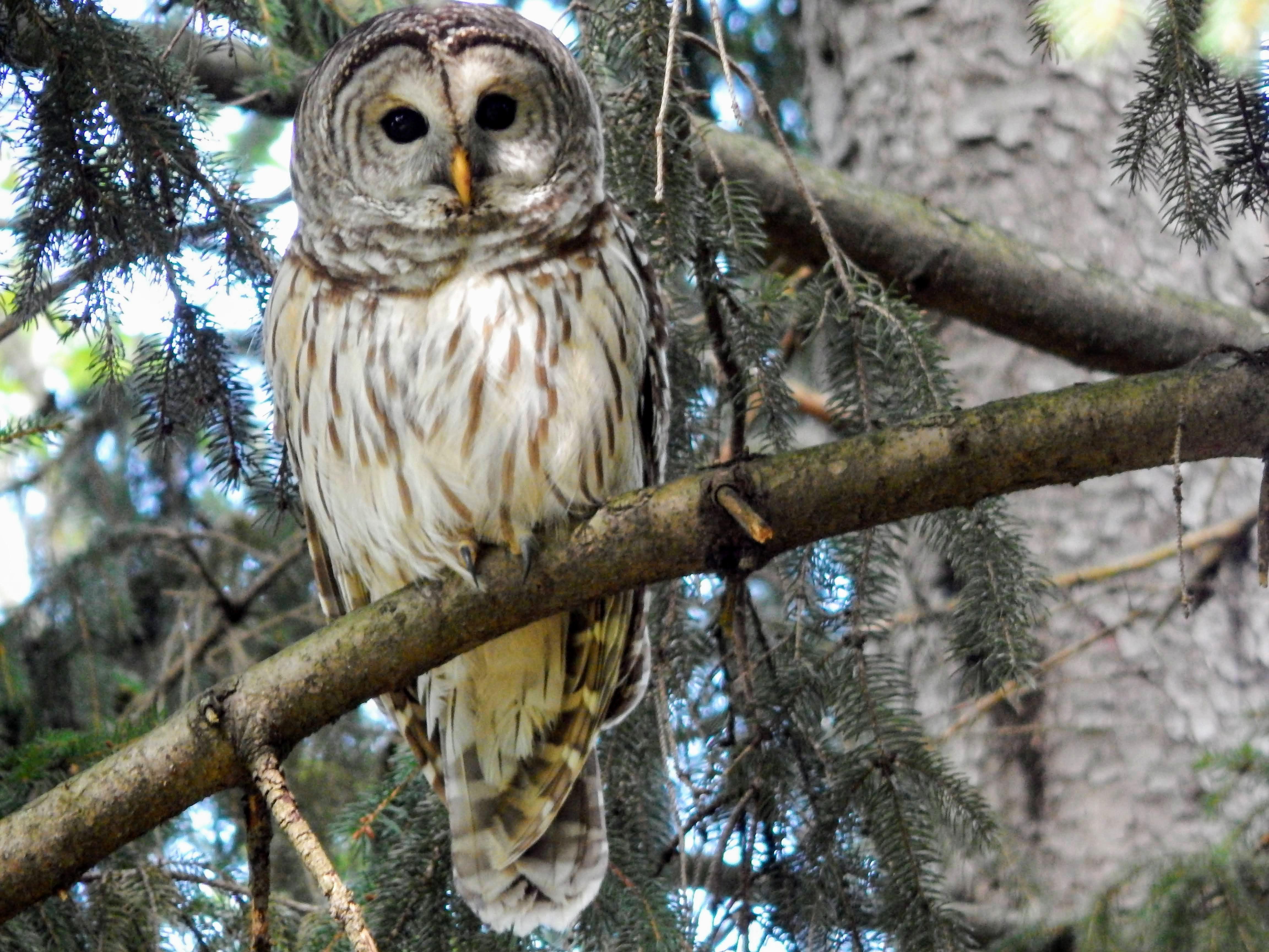 Owl in my backyard this afternoon | Scrolller