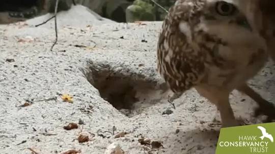 Owls notice a hidden camera | Scrolller