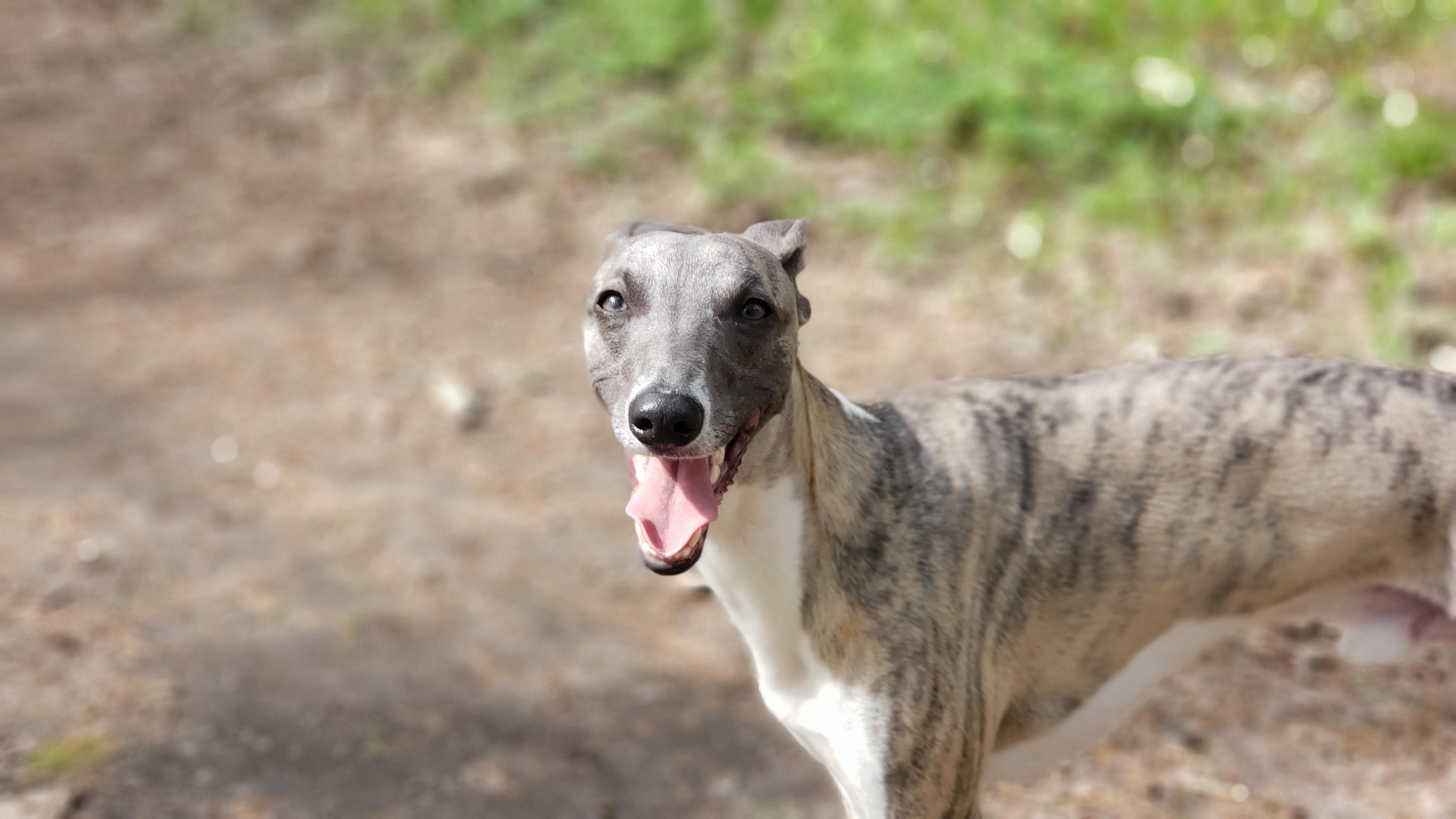 Pablo always smiles when he's outdoors | Scrolller
