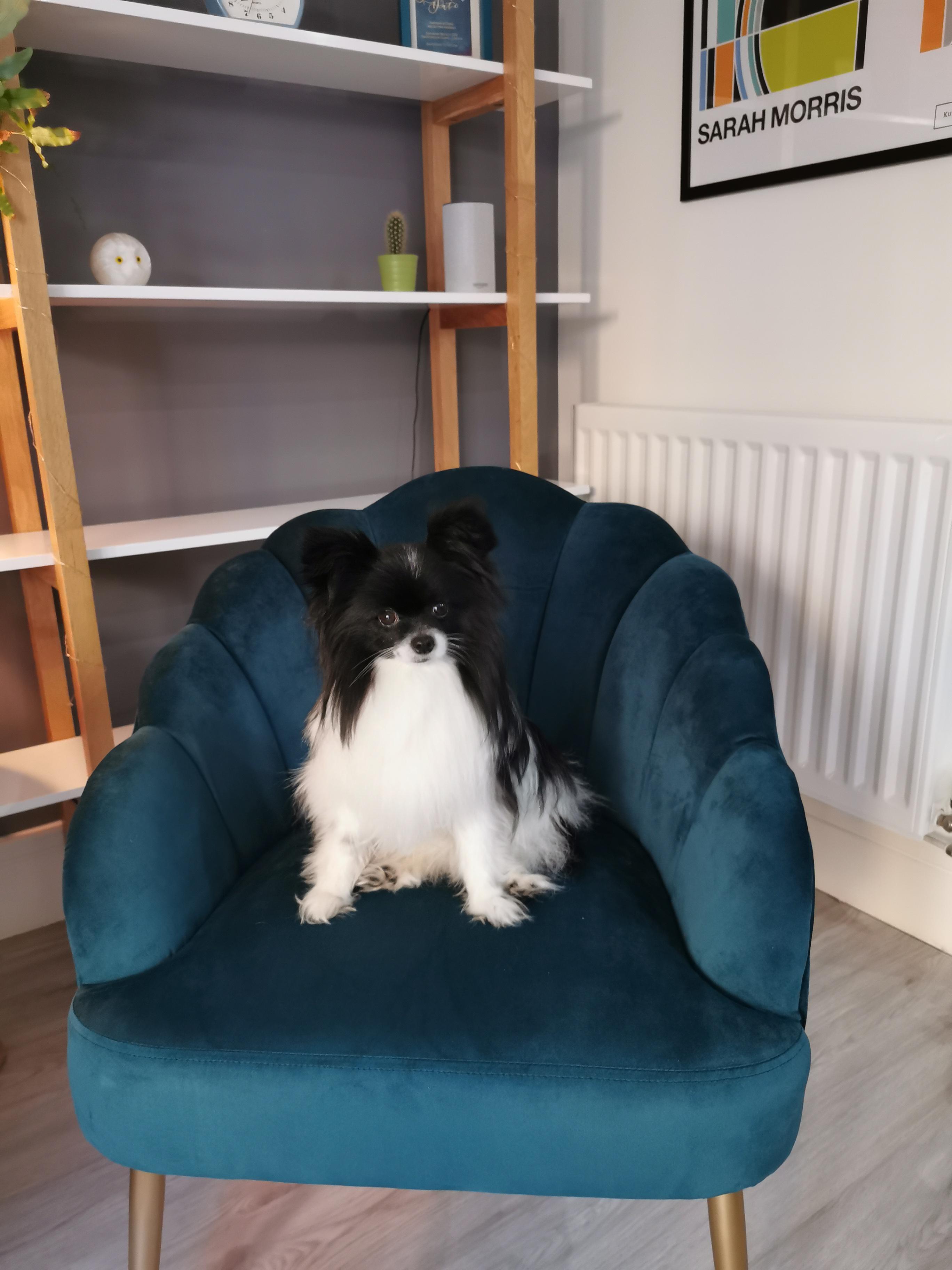 Pablo likes our new chair | Scrolller