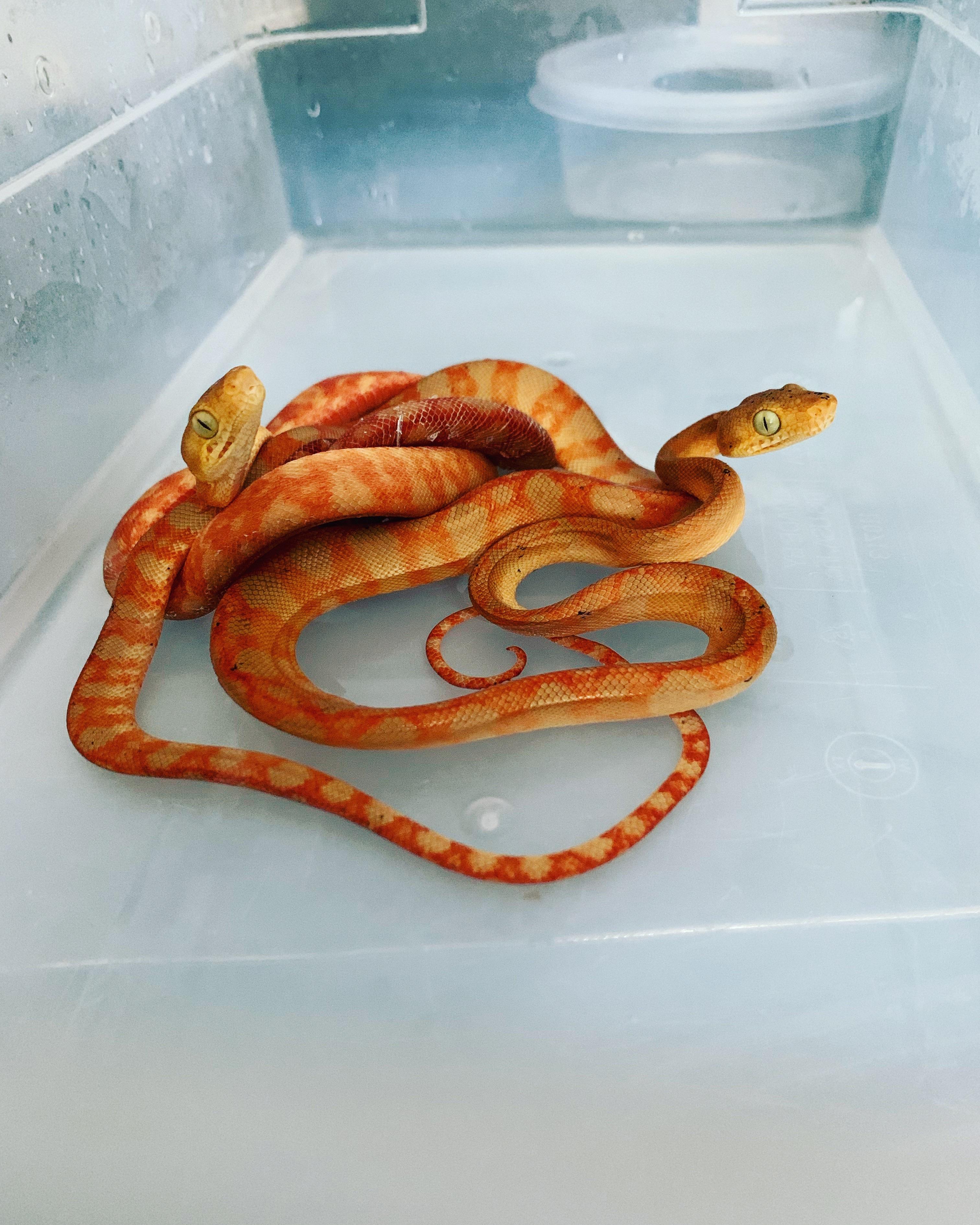 Pain and Panic because “WE ARE WORMS, WORTHLESS WORMS!” | Scrolller