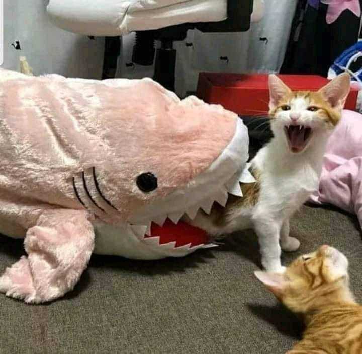 Pain catto (btw can anyone edit it to look more sad) | Scrolller