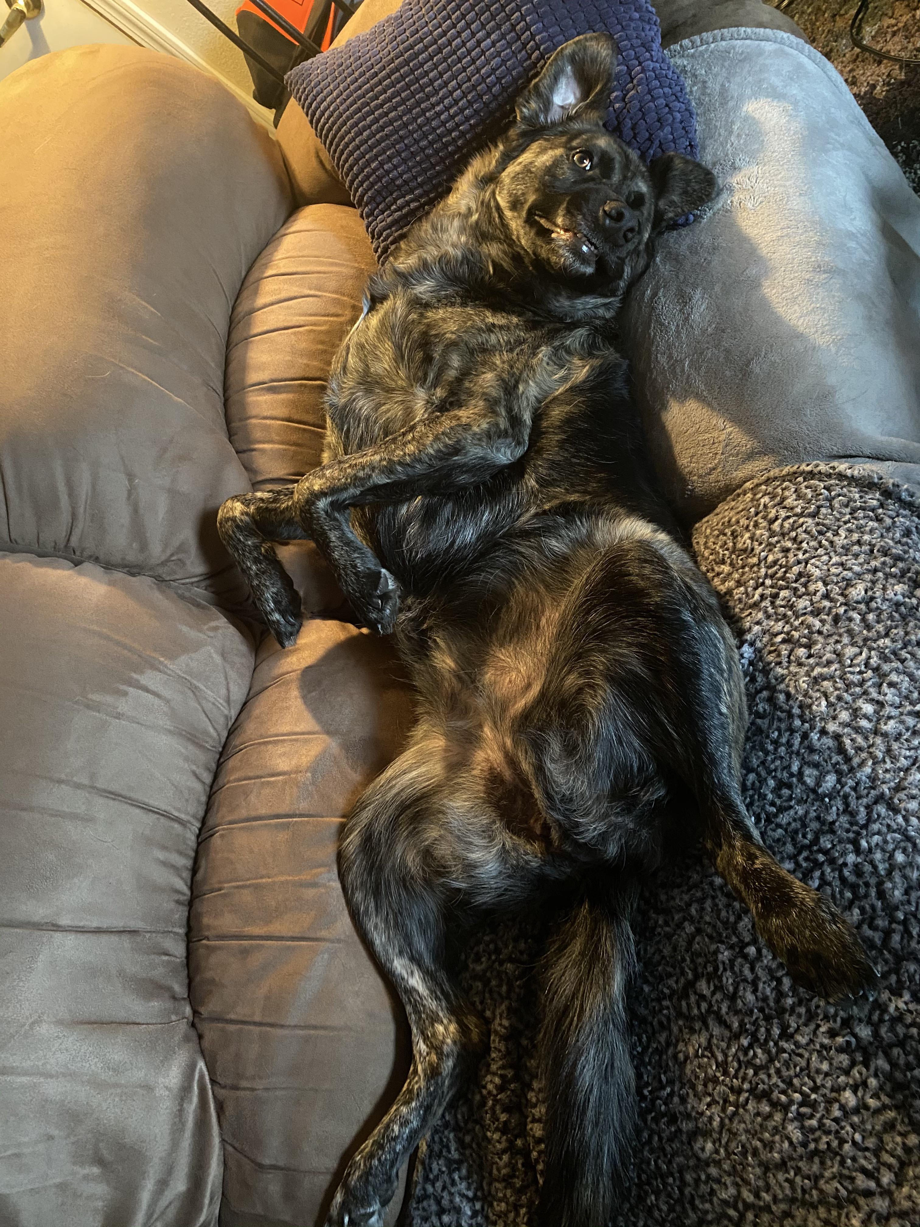 Paint Me like one of your French Dogs. | Scrolller