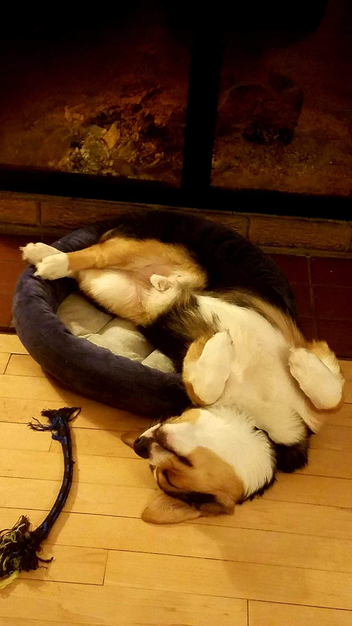 Paint me like one of your French poodles | Scrolller