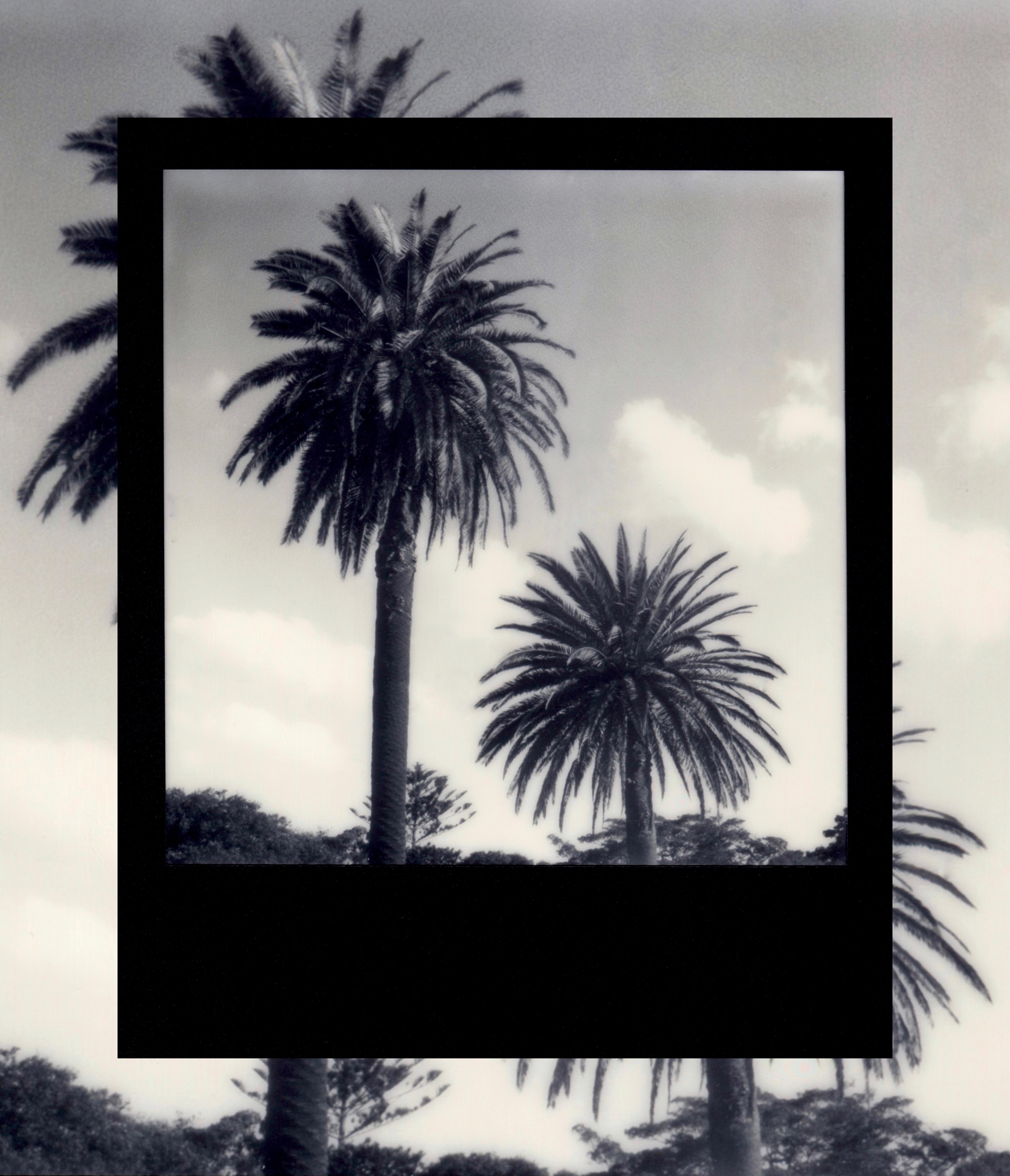 Palm trees. SLR670X, B&W I-Type Black Frames film | Scrolller