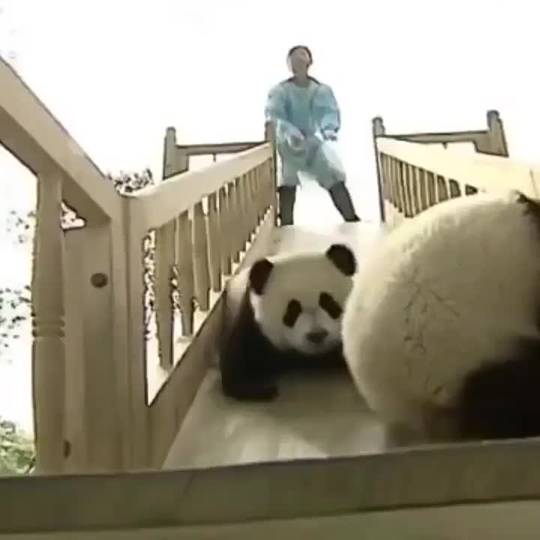 Panda slide! (x-post r/aww) | Scrolller