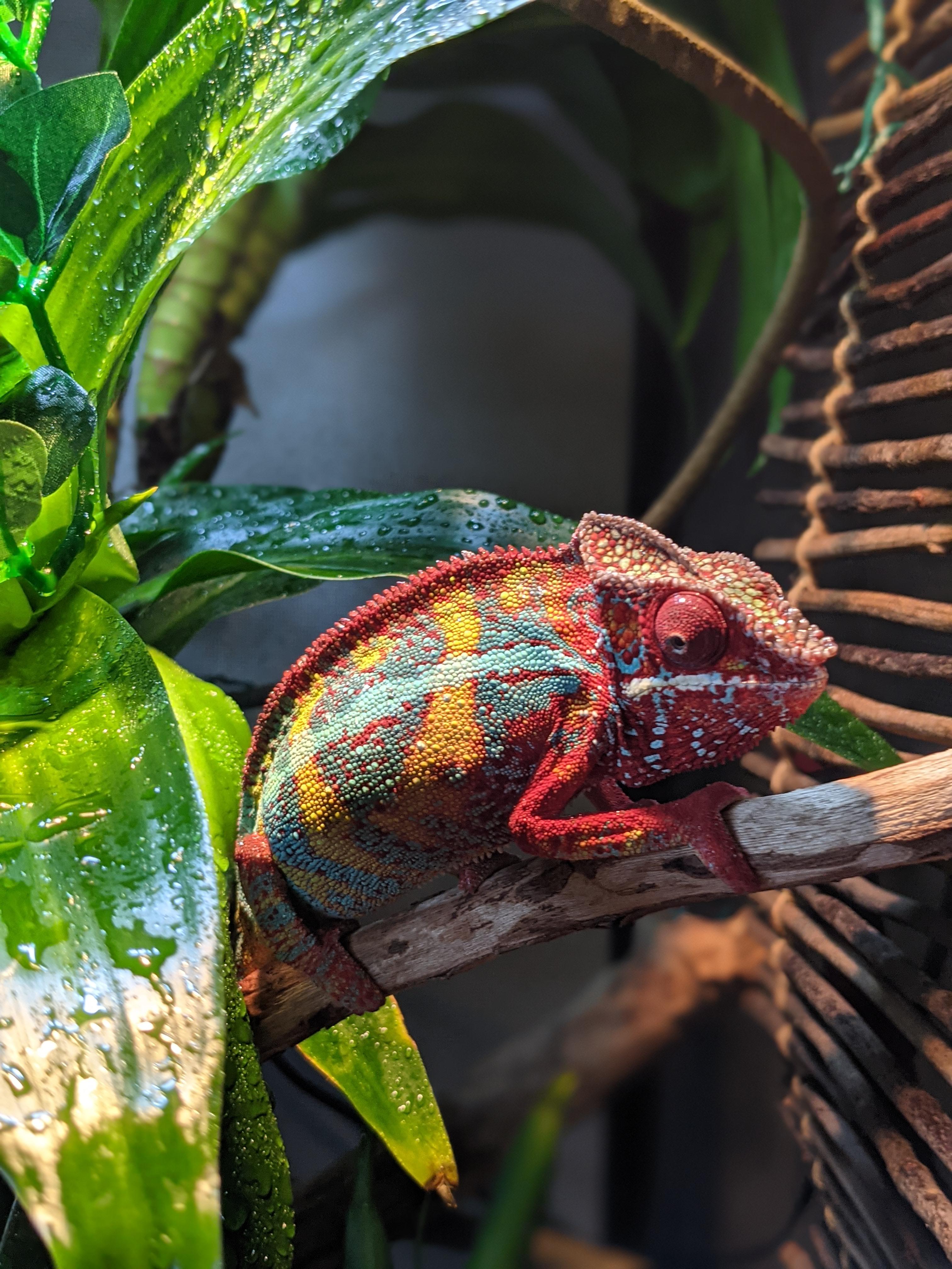 Panther Chameleon 1 Year old | Scrolller