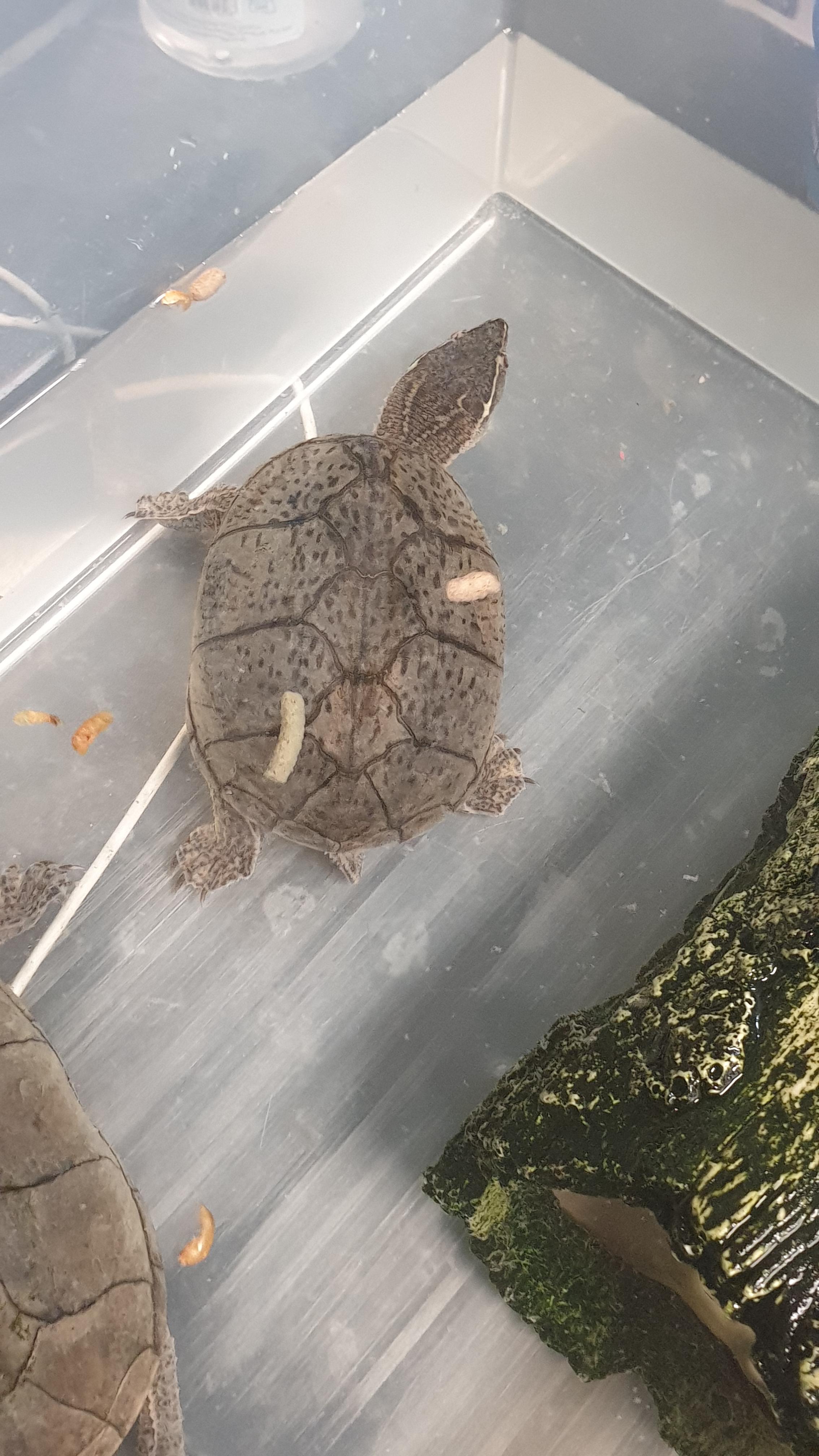 Parents just bought new turtles, anyone know what species they are? | Scrolller