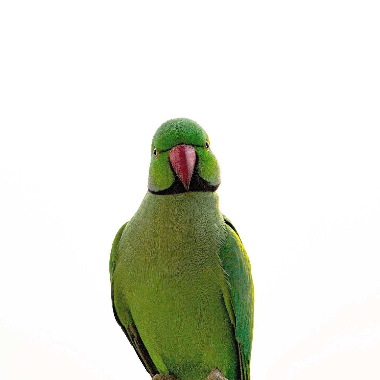 Parrot | Scrolller