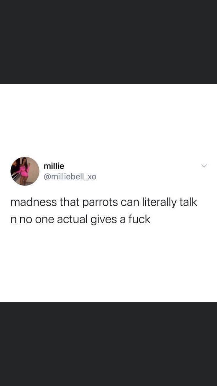 Parrots are pure mental | Scrolller