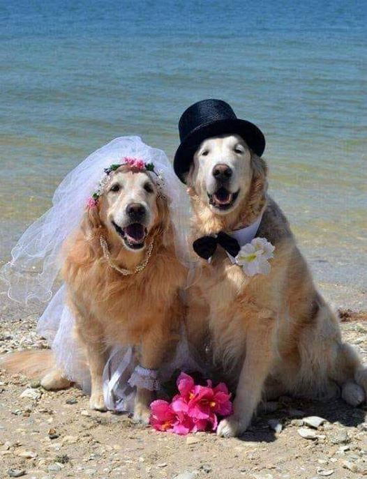 [Party] We got married! | Scrolller