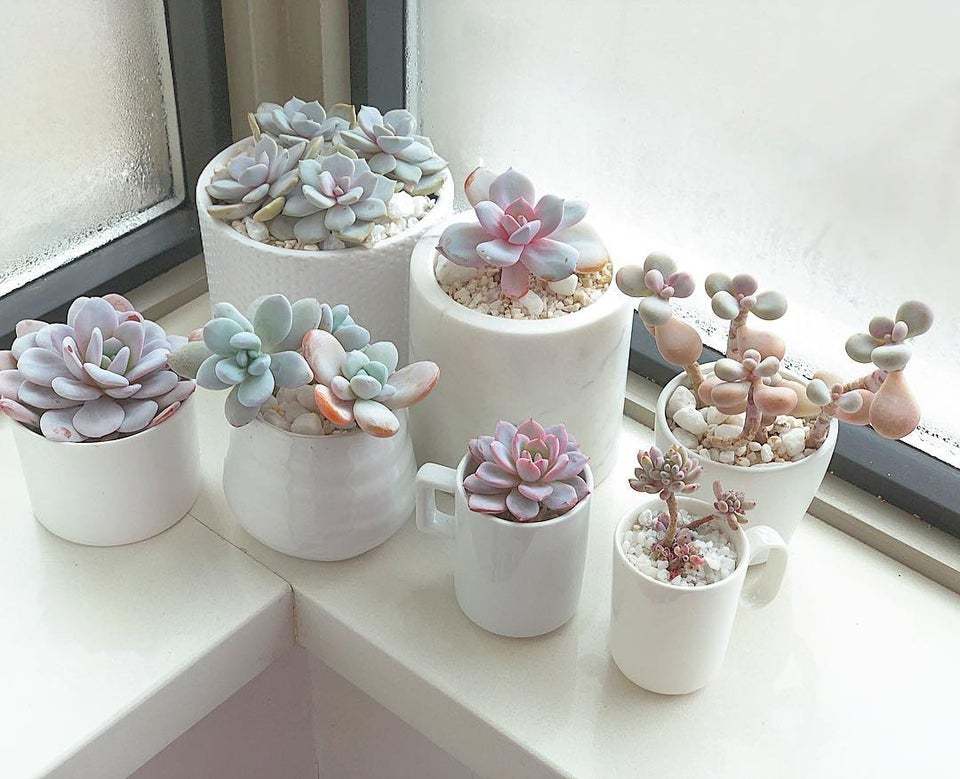 Pastel Succulents | Scrolller
