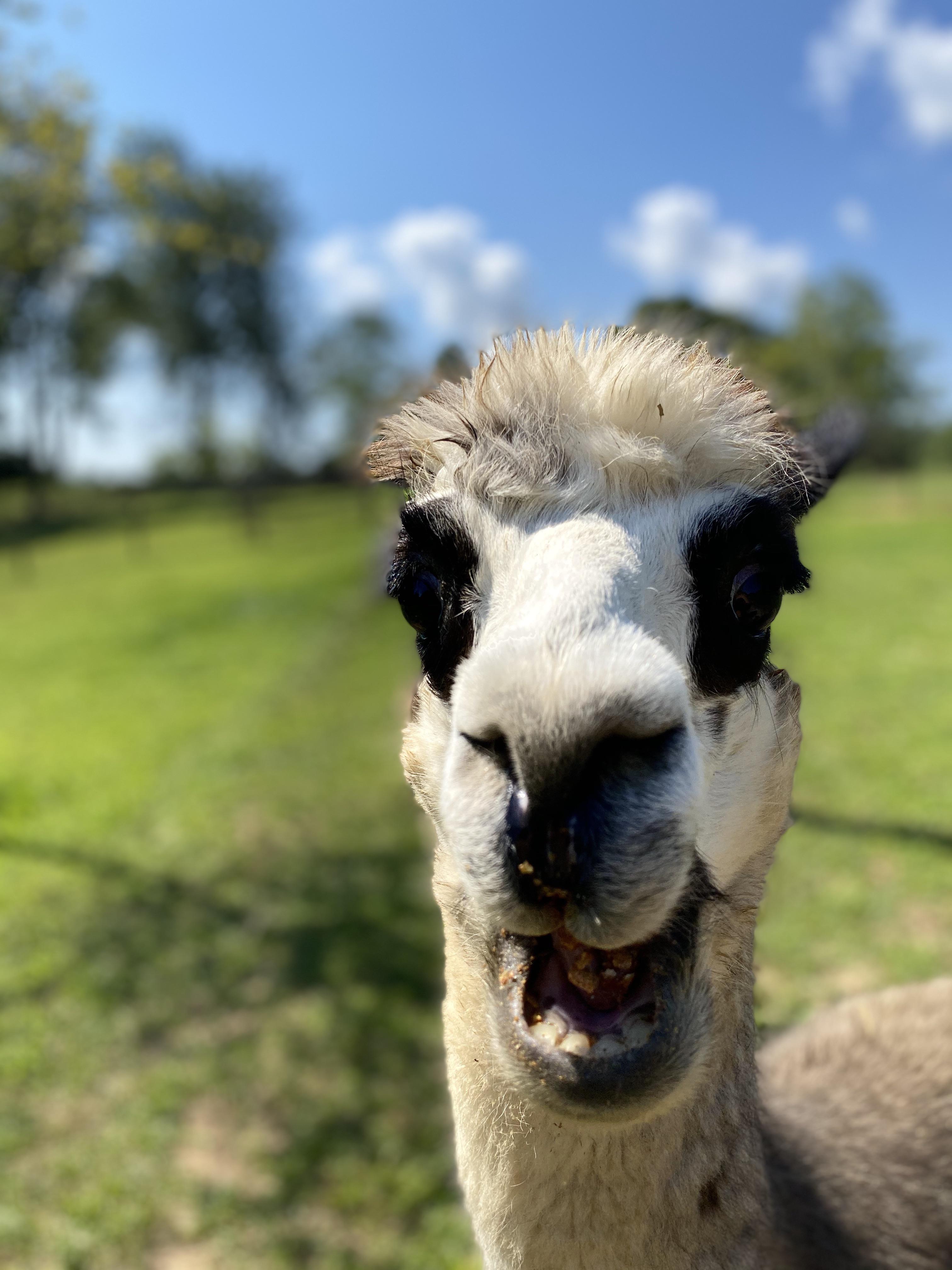 Pause for an alpaca derp. | Scrolller
