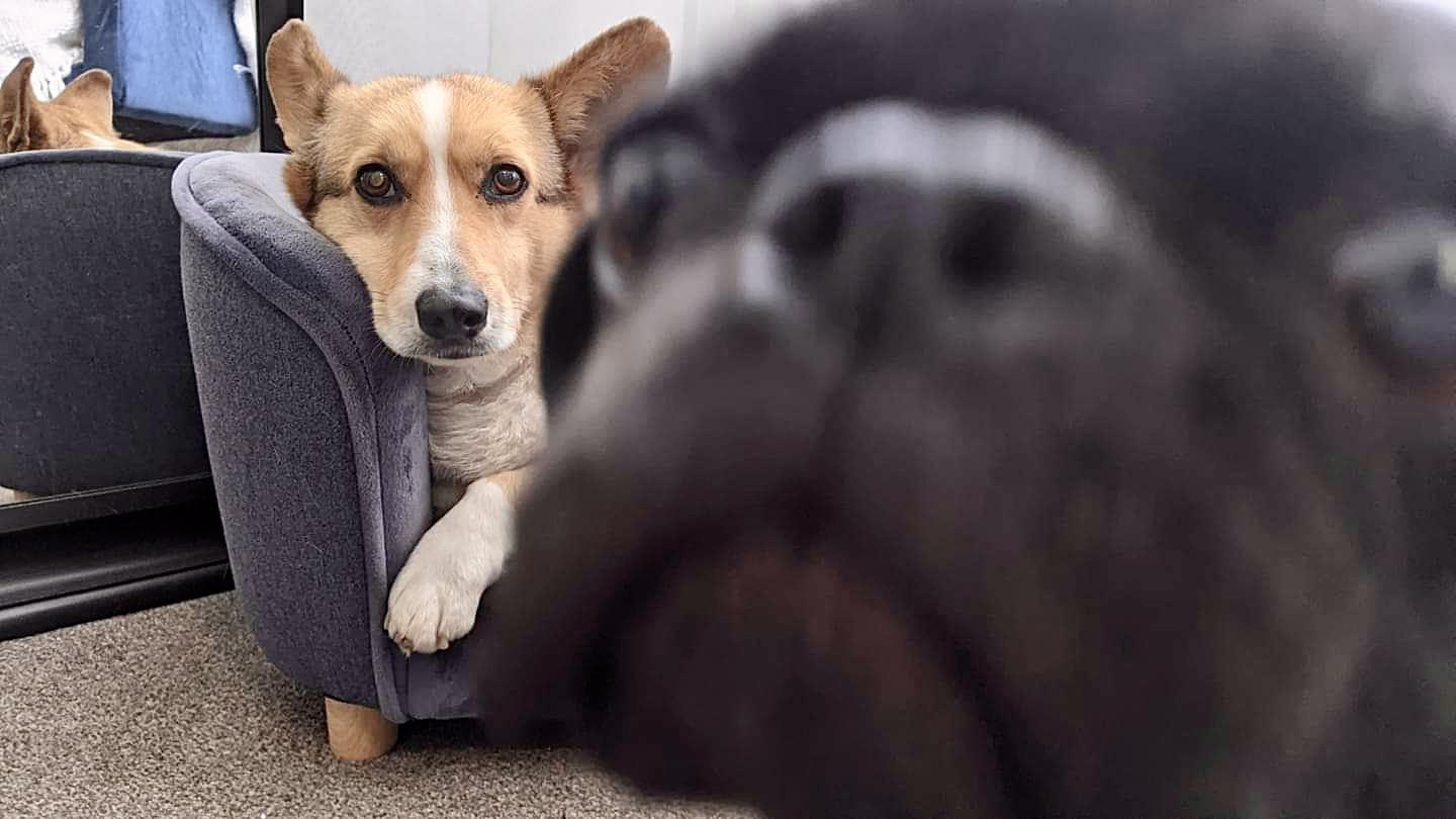 Pay attention to me! | Scrolller