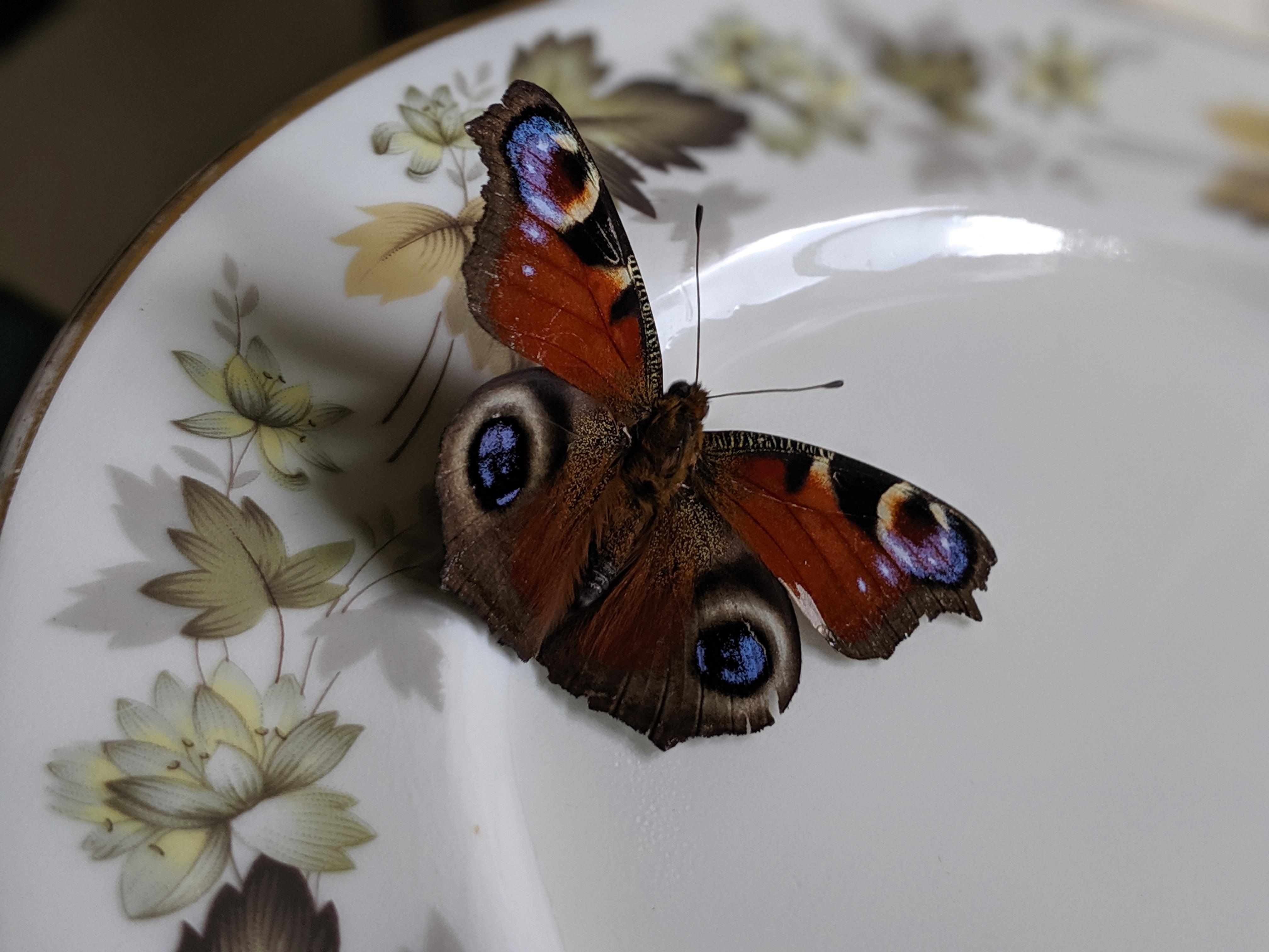 Peacock butterfly | Scrolller