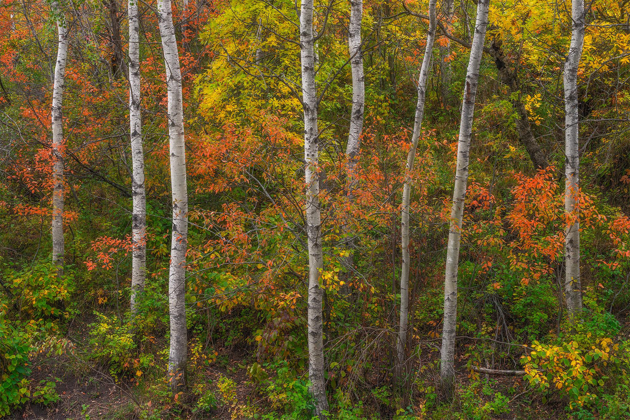 Peak fall foliage near Fort Qu'Appelle, Saskatchewan [2048x1365][OC] | Scrolller