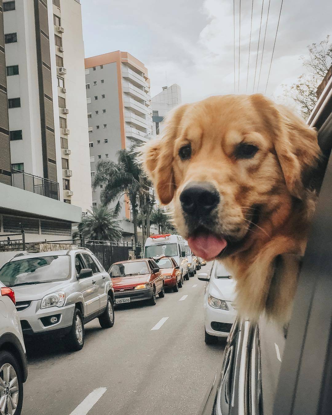 Peeping Golden | Scrolller