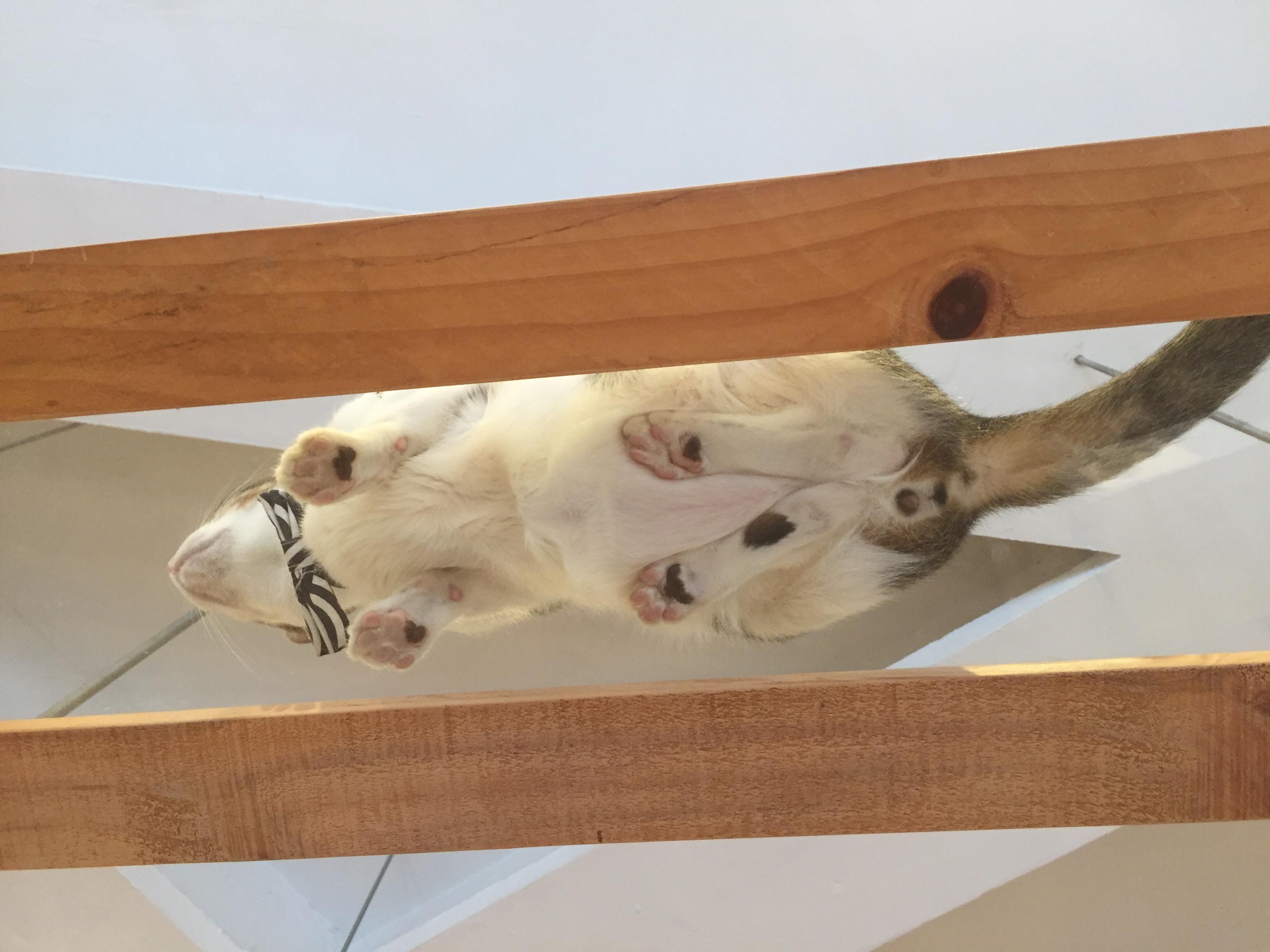 Peeping Tom cat | Scrolller