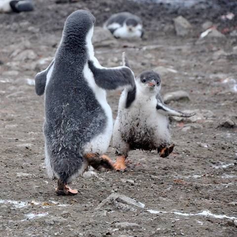 Penguin dance-off | Scrolller