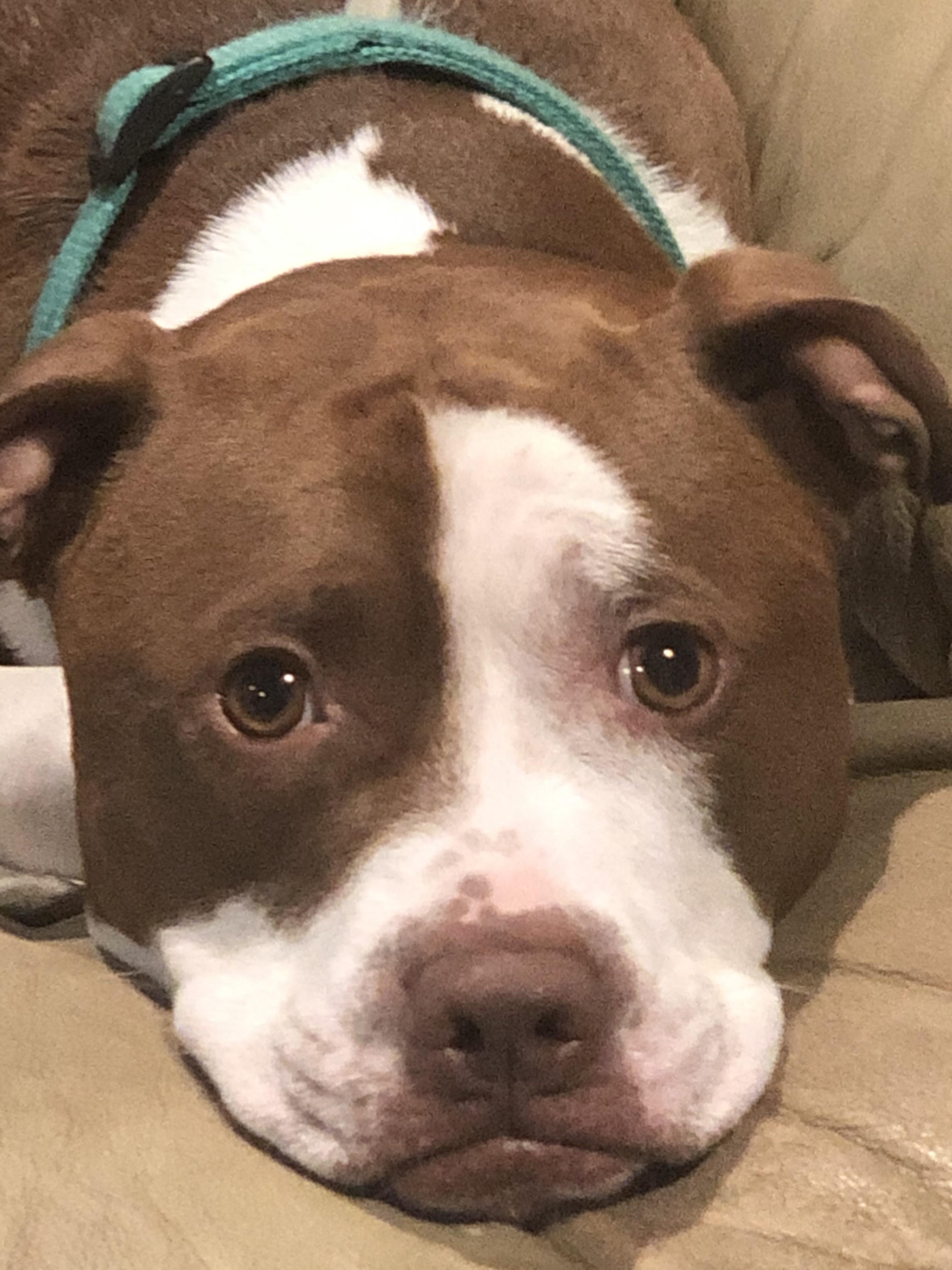 Pensive Pup. | Scrolller