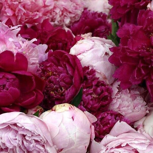 Peonies | Scrolller