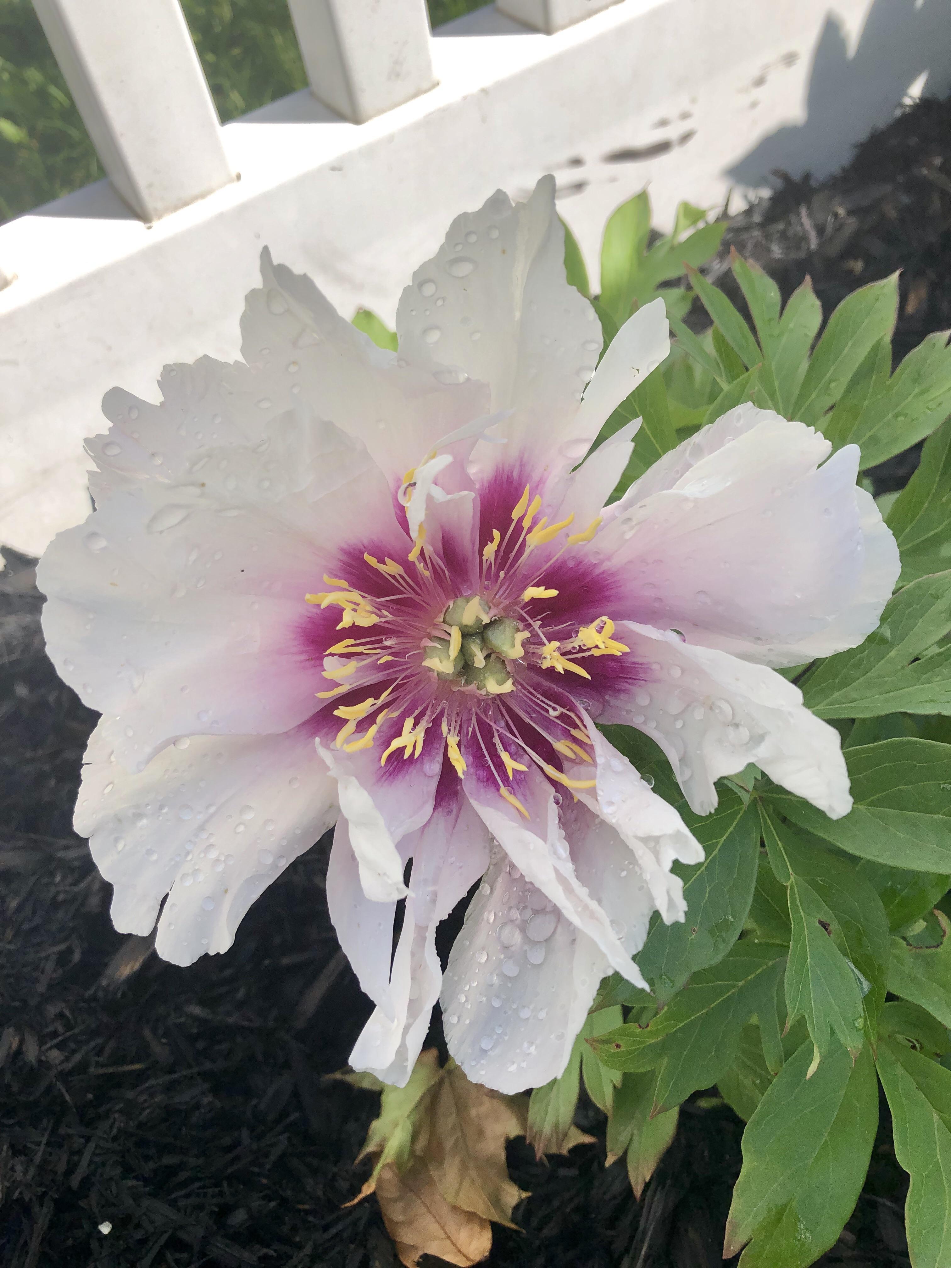 Peony “Cora Louise” zone 7a, first year, and Itoh. | Scrolller
