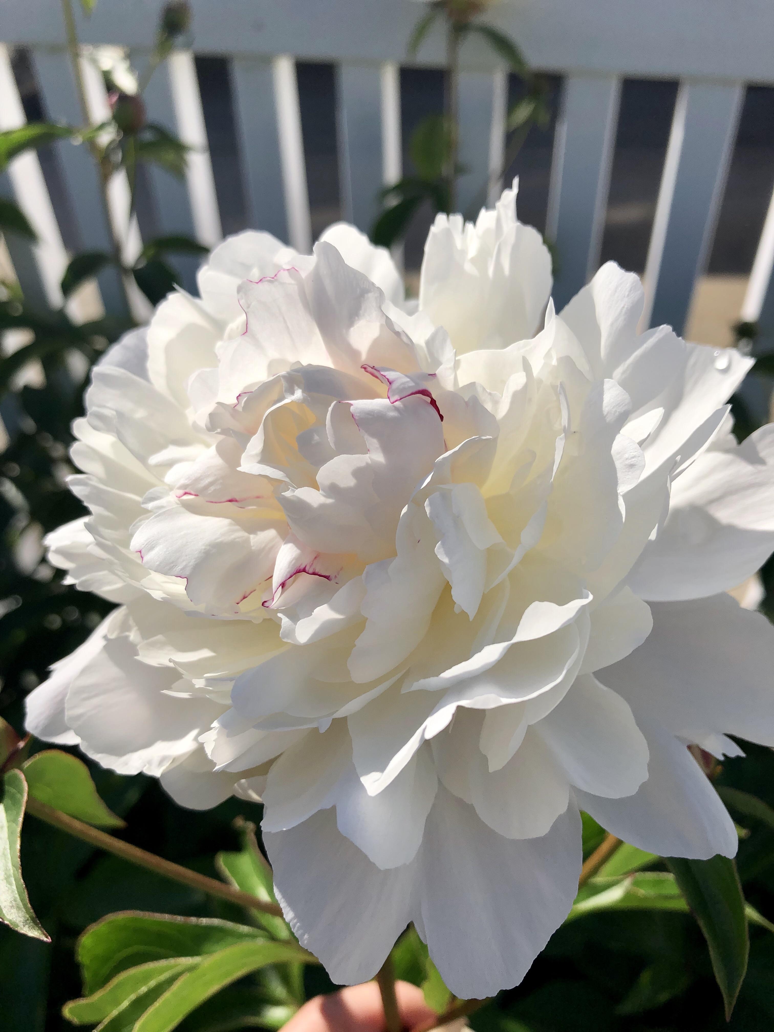 Peony “festiva maxima” zone 7a, 20 years, and herbaceous. | Scrolller