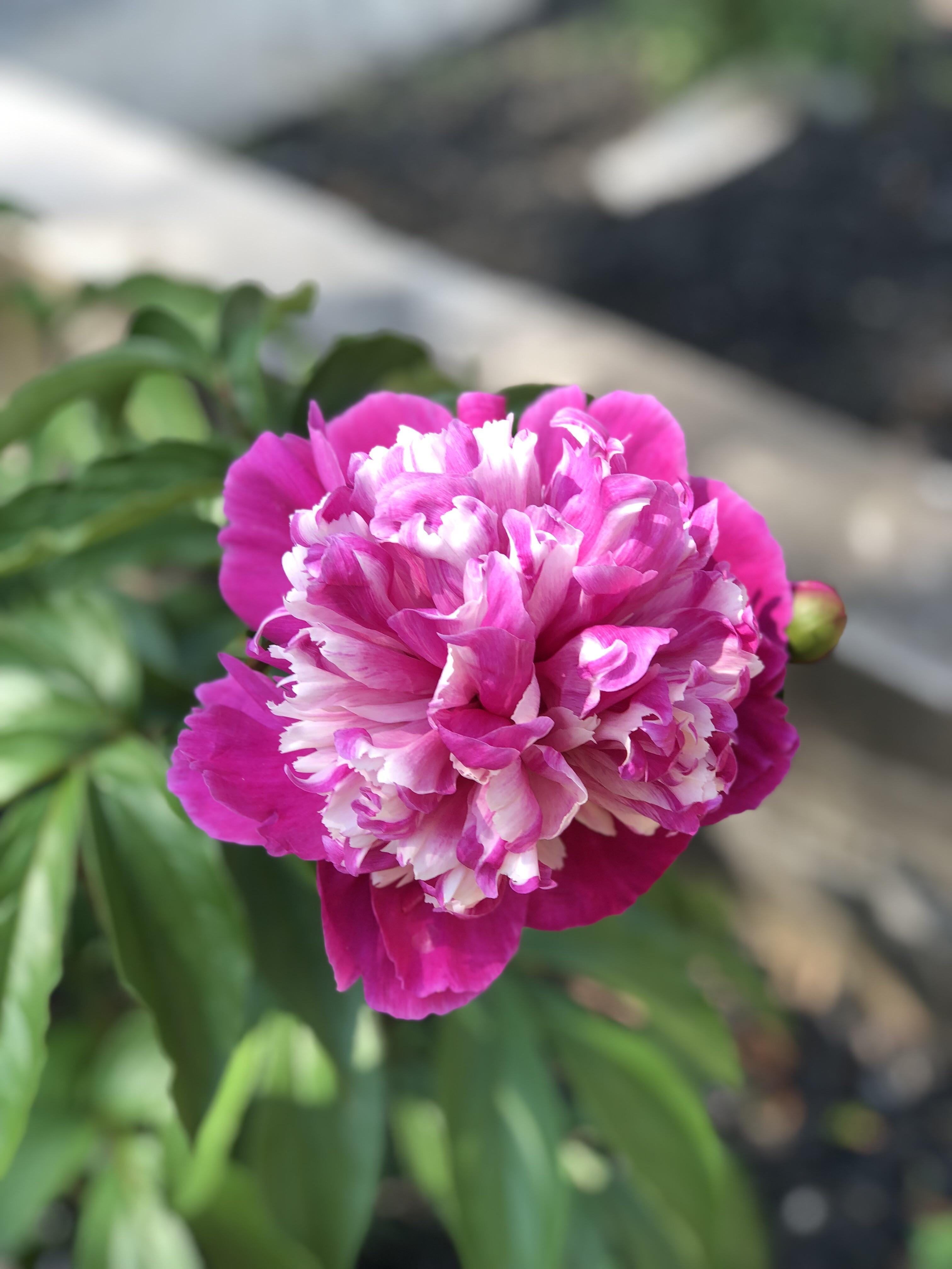 Peony in Washington, D.C. 5/2/19. I love the striping on the petals! | Scrolller